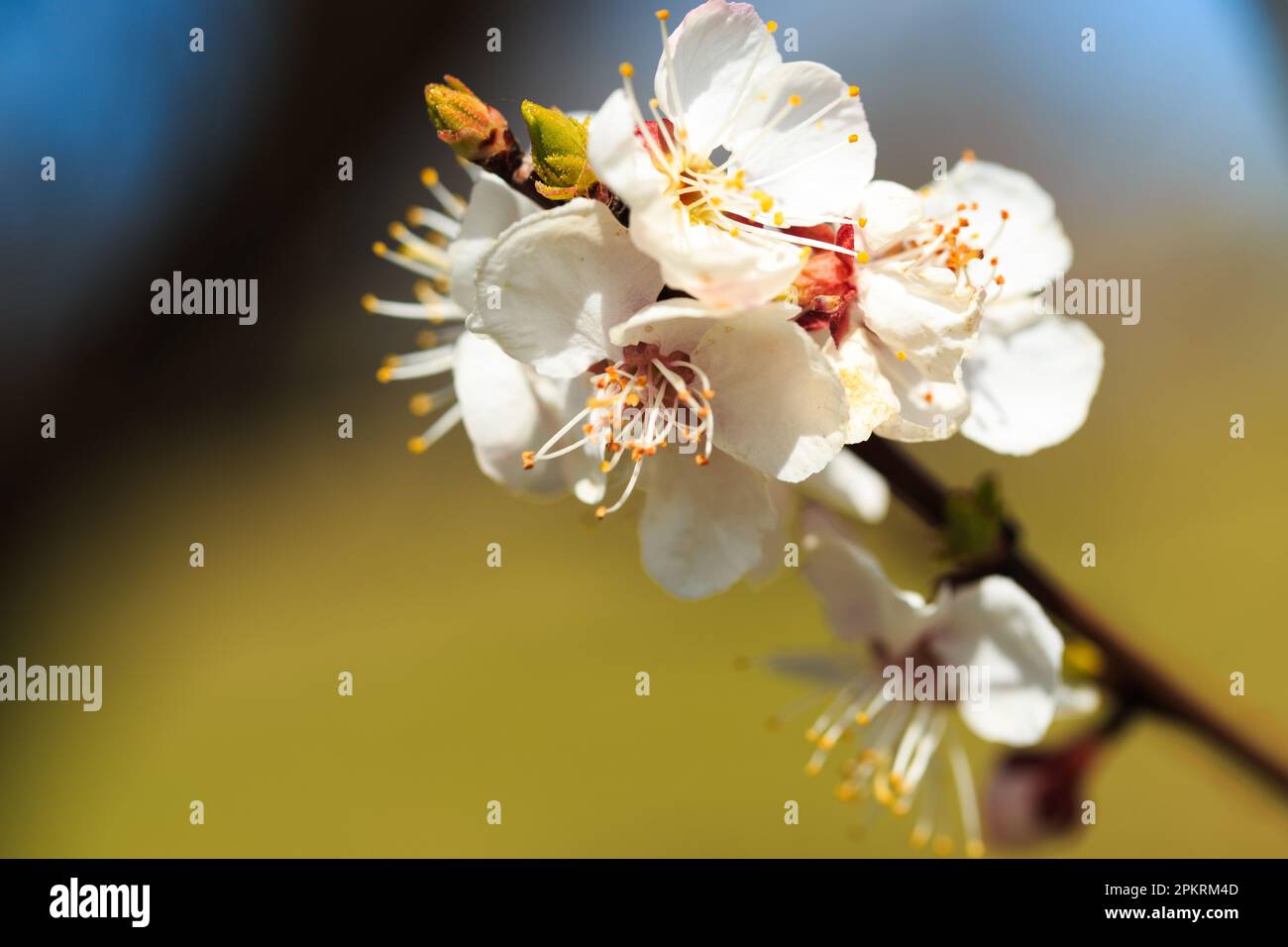 Blossom tree over nature background. spring flowers. spring background ...