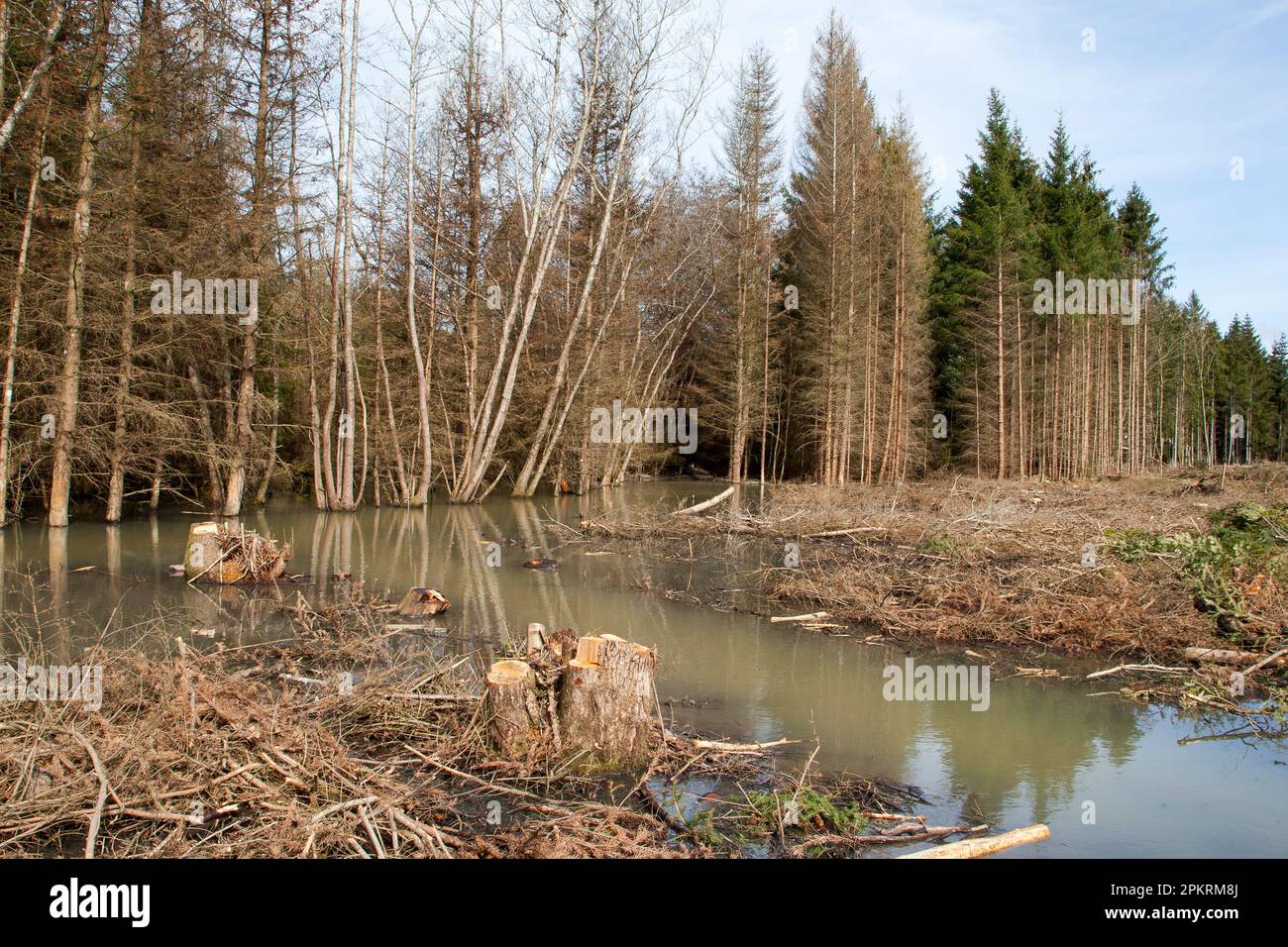 Deforested and flooded forest area in Germany after heavy rain Stock ...