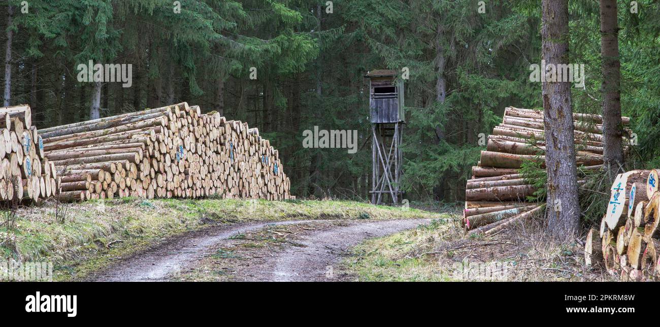 Hunting pulpit between felled tree trunks. Logging can disrupt hunting ...