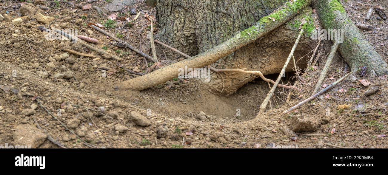 The badger builds underground burrows. Hidden in the forest under a ...