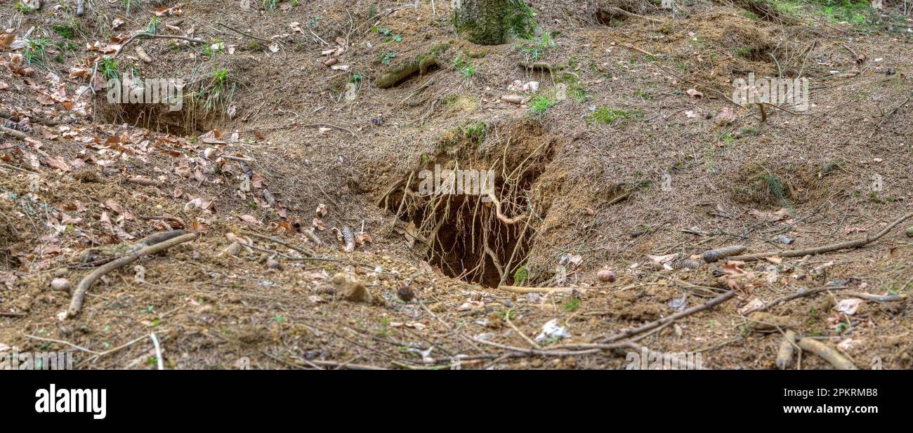 Badger hole hi-res stock photography and images - Alamy