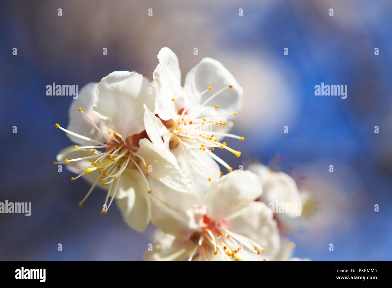 Blossom tree over nature background. spring flowers. spring background ...