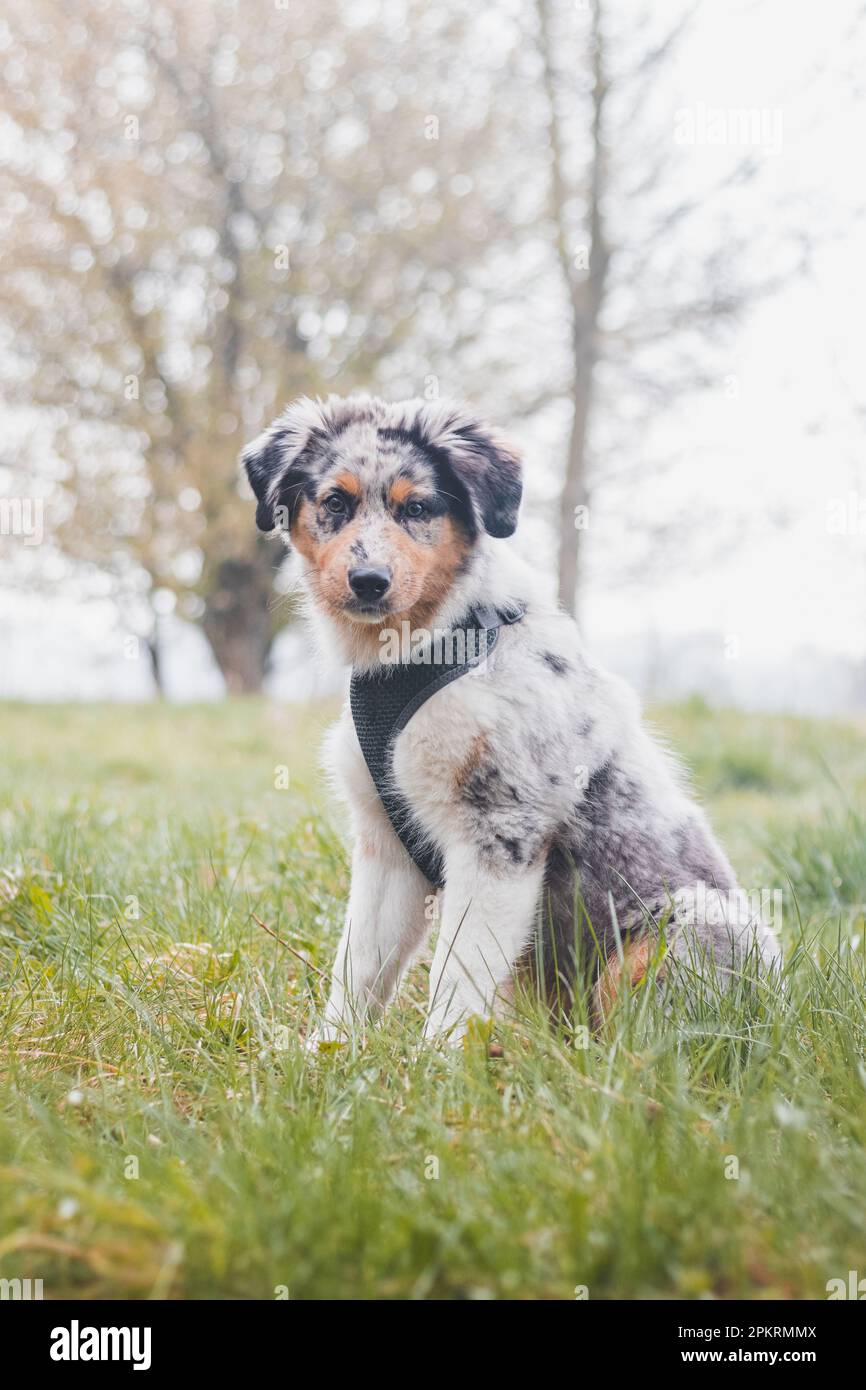 Unique portrait of an Australian Shepherd puppy who expresses his ...