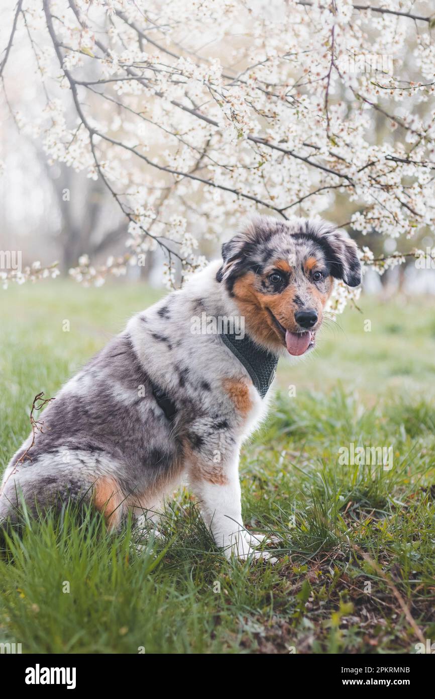 Unique portrait of an Australian Shepherd puppy who expresses his ...