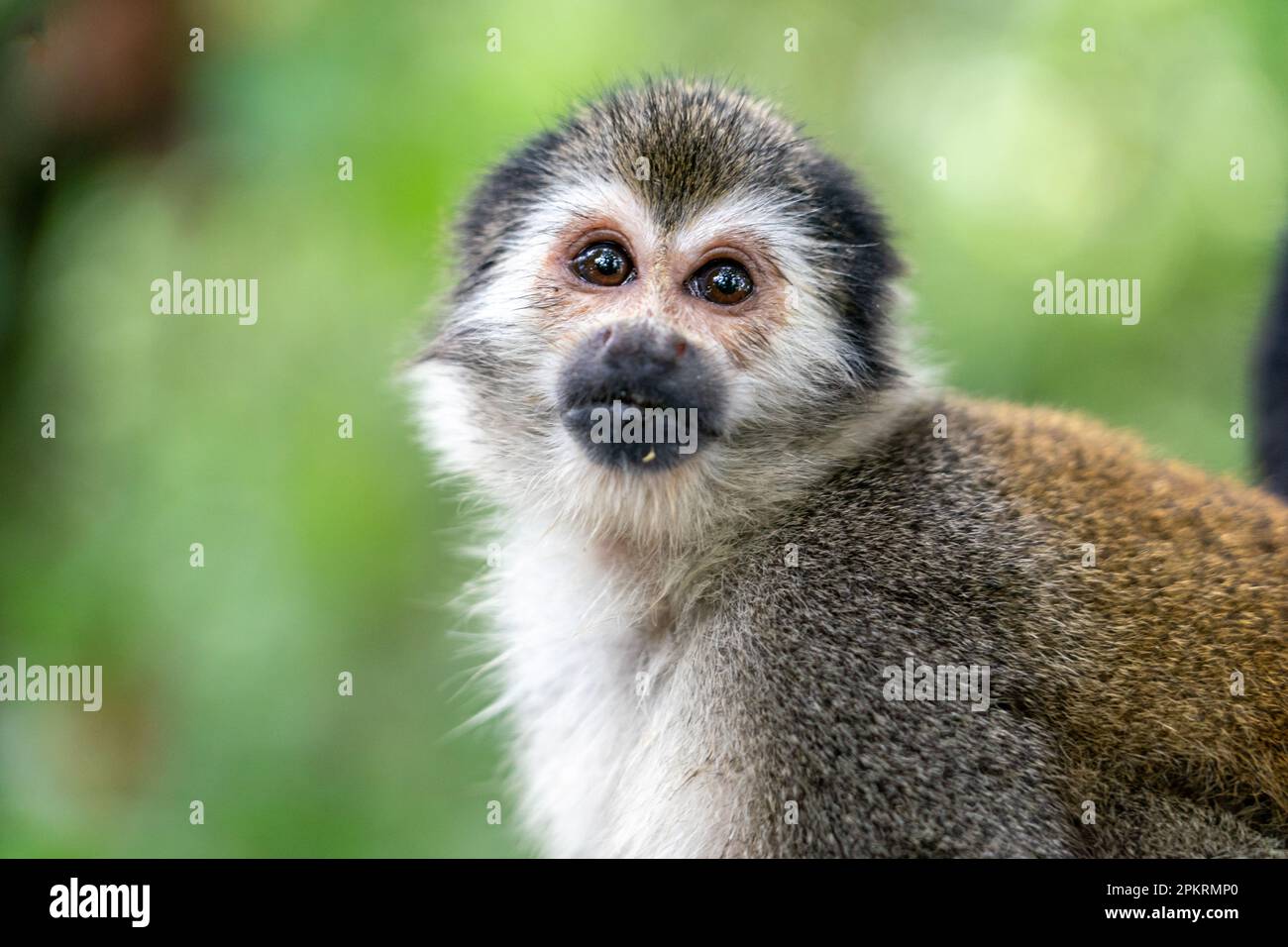 Common Squirrel Monkey (Saimiri) in Colombia Stock Photo - Alamy