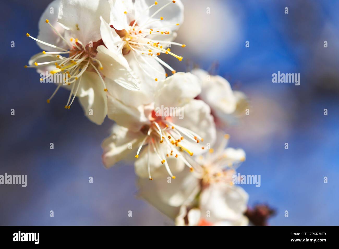 Blossom tree over nature background. spring flowers. spring background ...