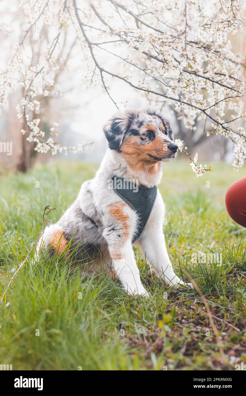 Unique portrait of an Australian Shepherd puppy who expresses his ...