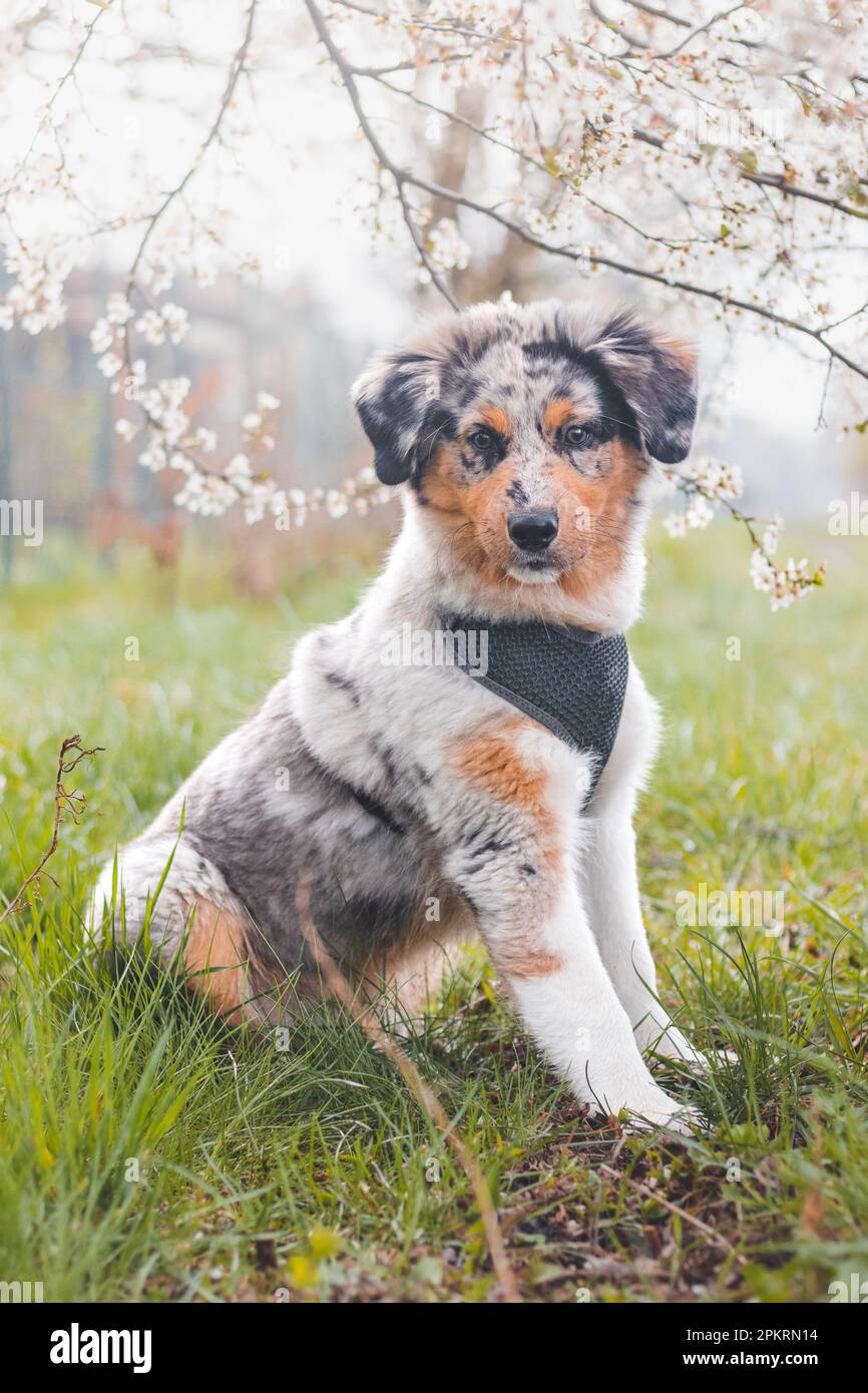 Unique portrait of an Australian Shepherd puppy who expresses his ...
