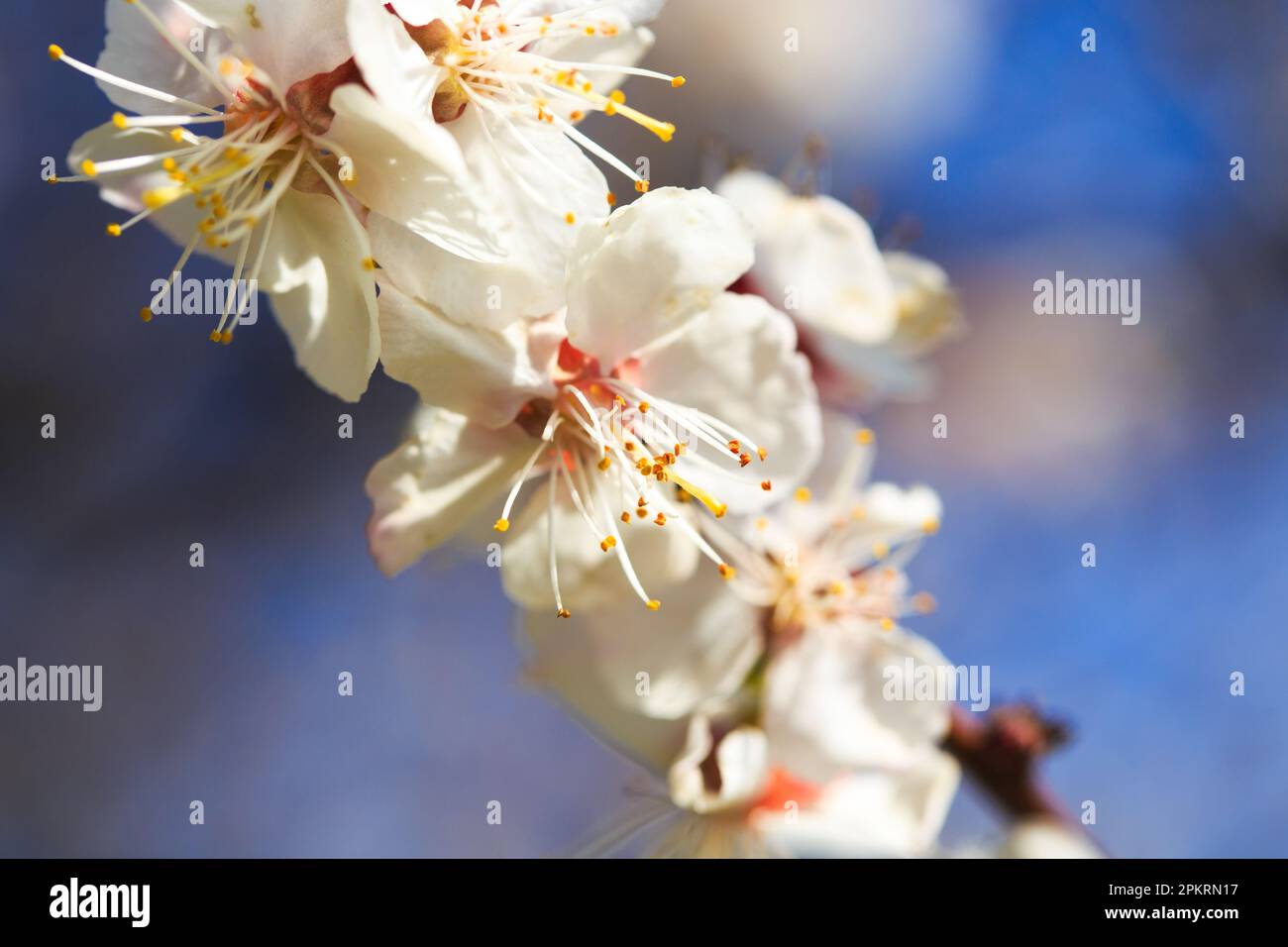 Blossom tree over nature background. spring flowers. spring background ...