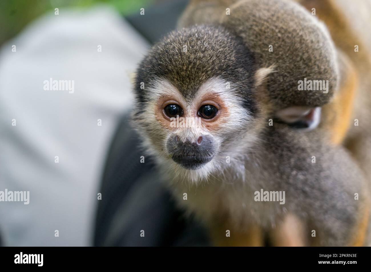 Mother & Baby Common Squirrel Monkey (Saimiri) in Colombia Stock Photo ...