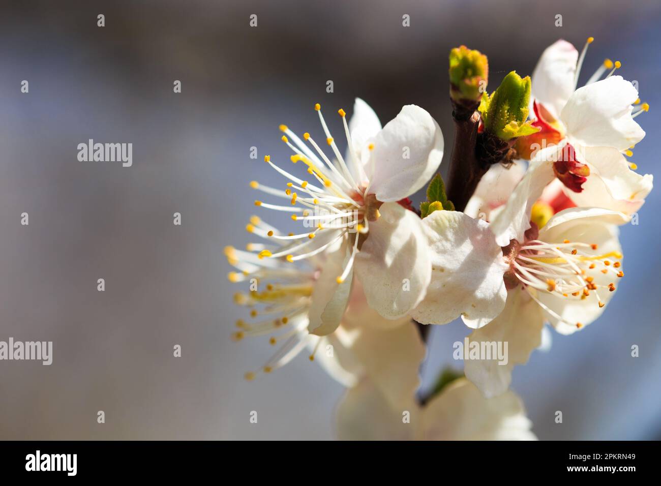 Blossom tree over nature background. spring flowers. spring background ...