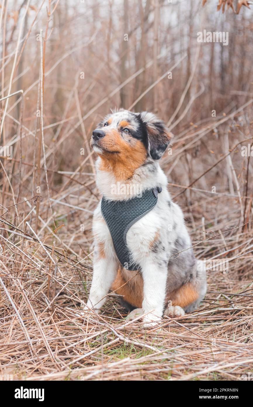 Australian shepherd child play hi-res stock photography and images - Alamy