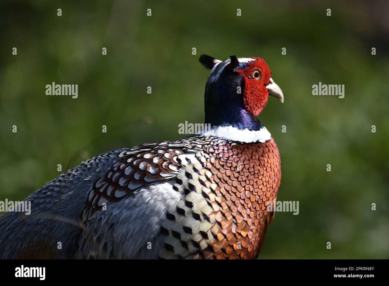 Close-Up Right-Profile Portrait of a Male Common Pheasant (Phasianus ...