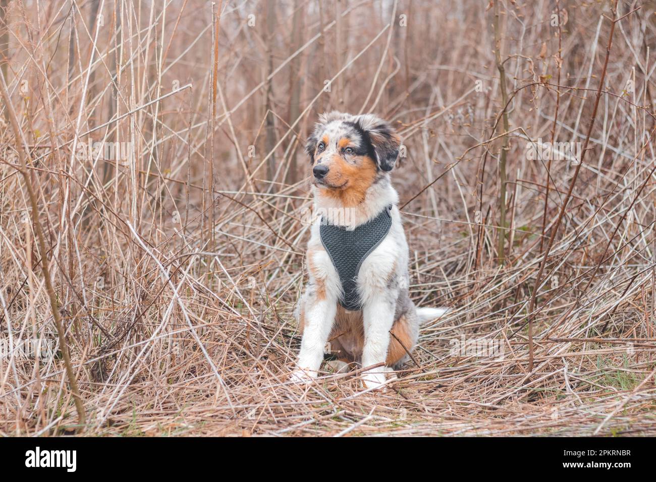 Australian shepherd child play hi-res stock photography and images - Alamy