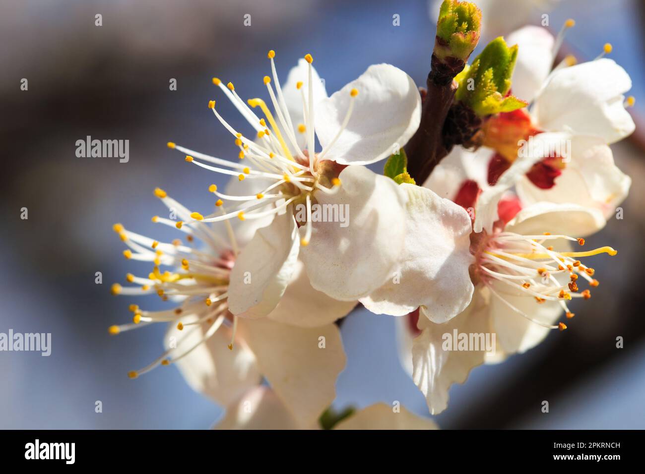 Blossom tree over nature background. spring flowers. spring background ...