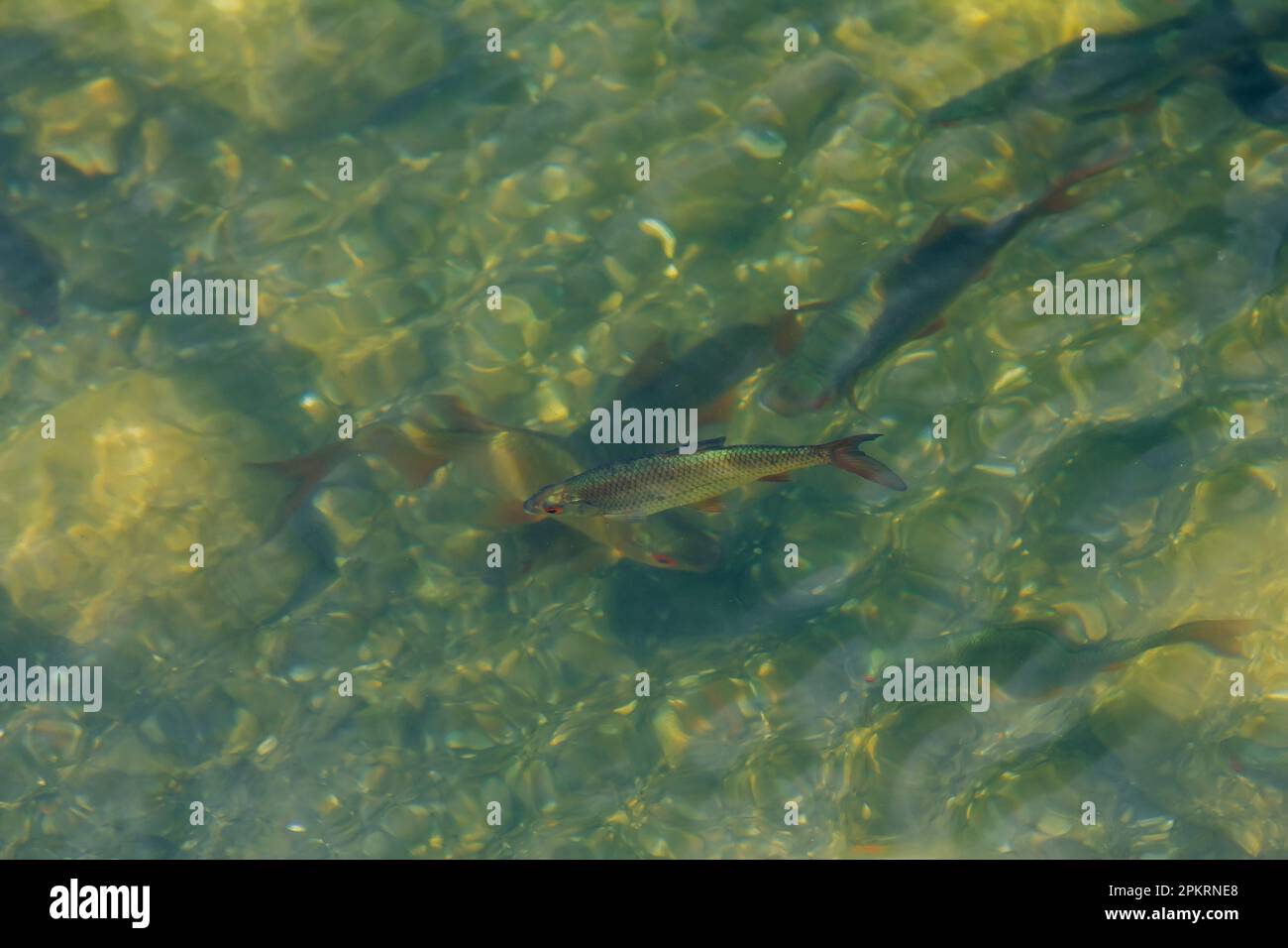 View of calm lake and fish swimming under in pure water Stock Photo - Alamy