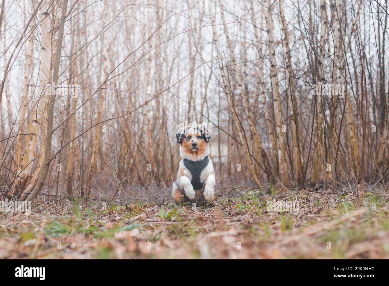 Life of a boisterous Australian Shepherd puppy. A blue merle pup runs ...