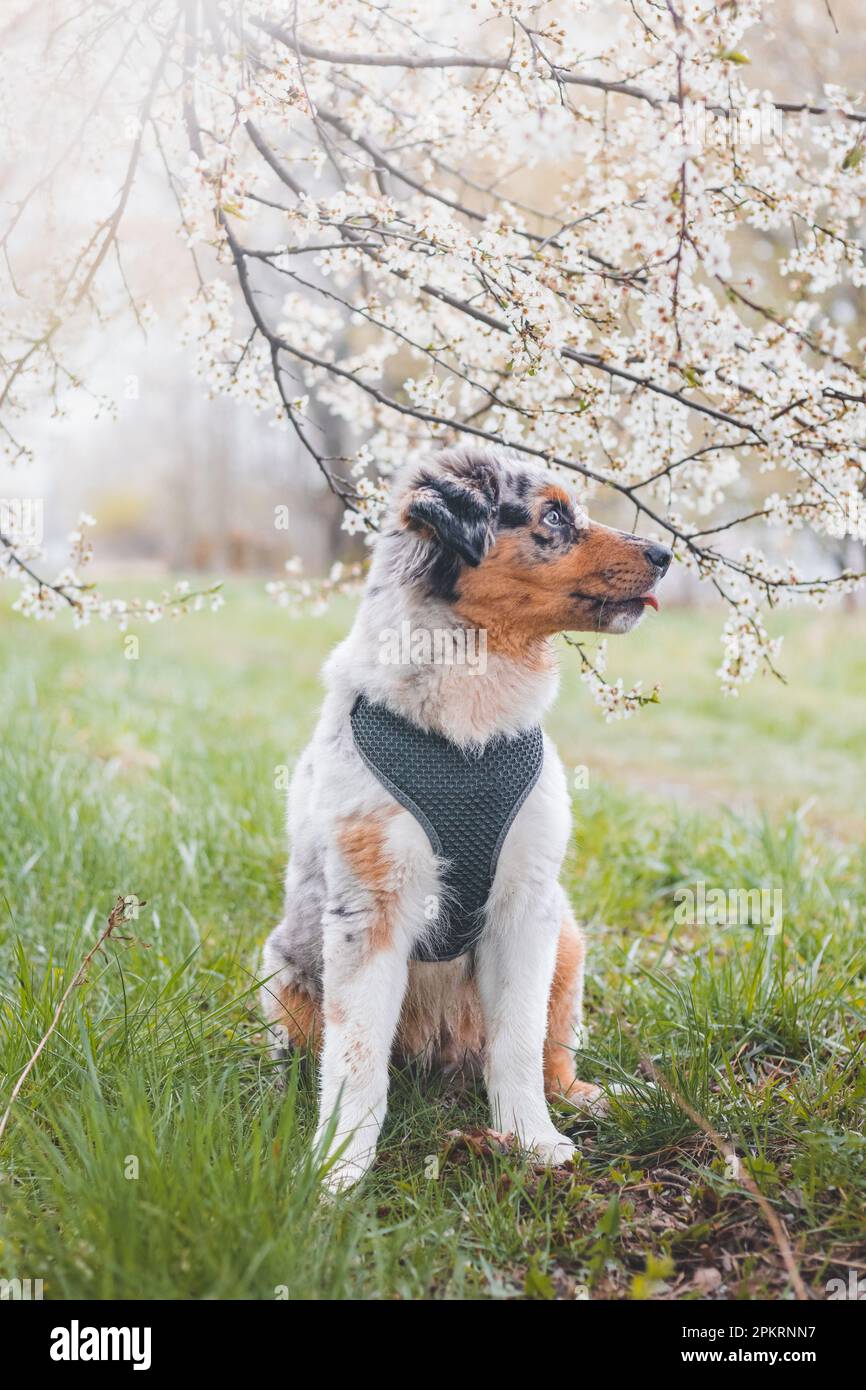 Colorful, mischievous Australian Shepherd puppy sitting under a cherry ...