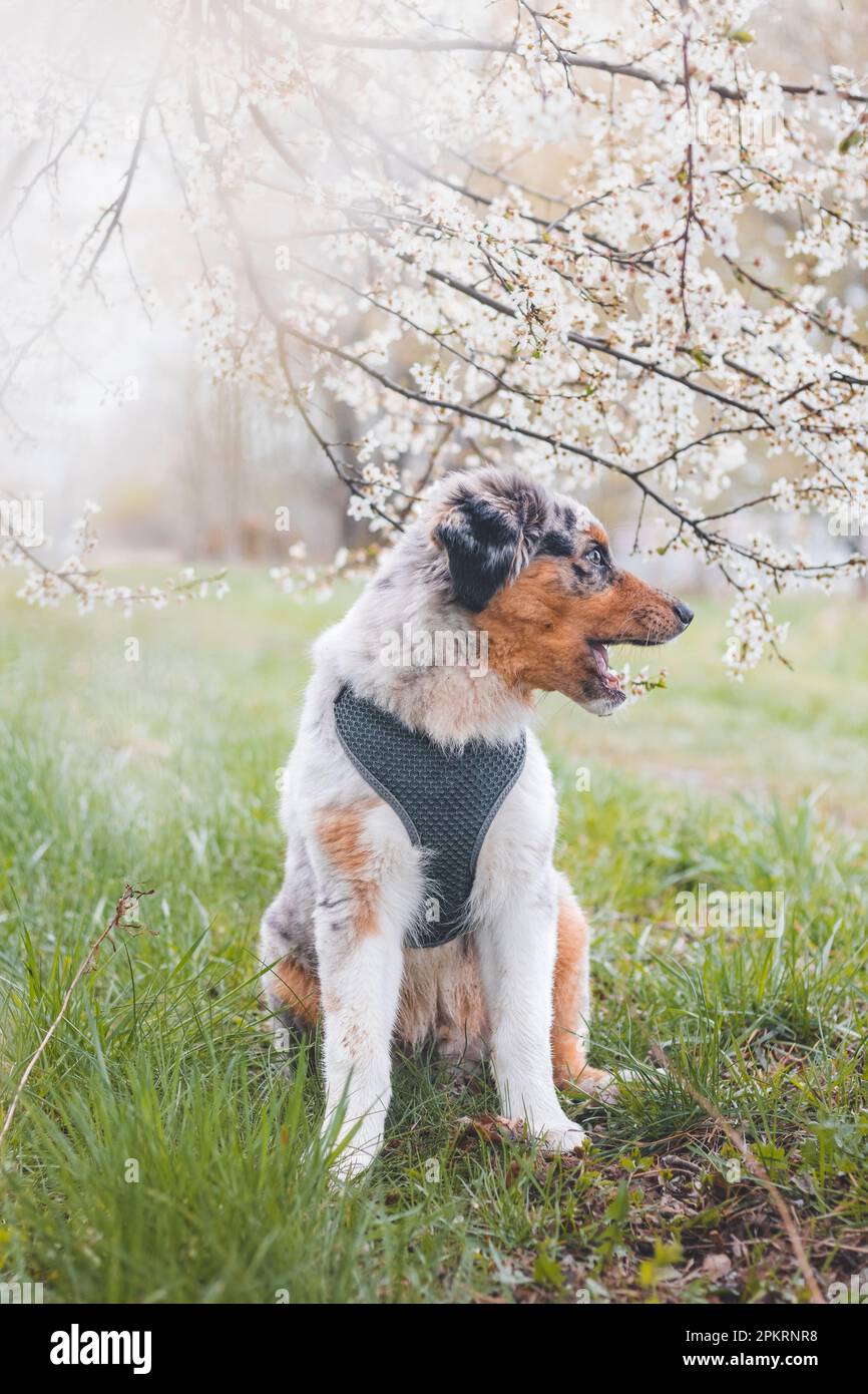 Colorful, mischievous Australian Shepherd puppy sitting under a cherry ...