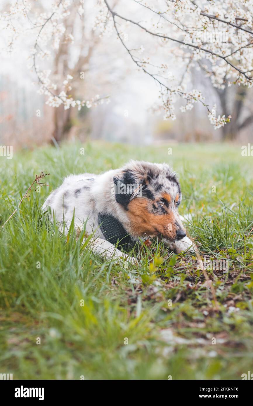 Colorful, mischievous Australian Shepherd puppy sitting under a cherry ...