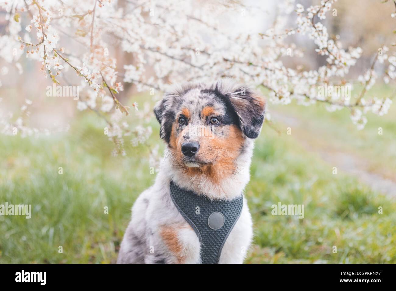 Colorful, mischievous Australian Shepherd puppy sitting under a cherry ...