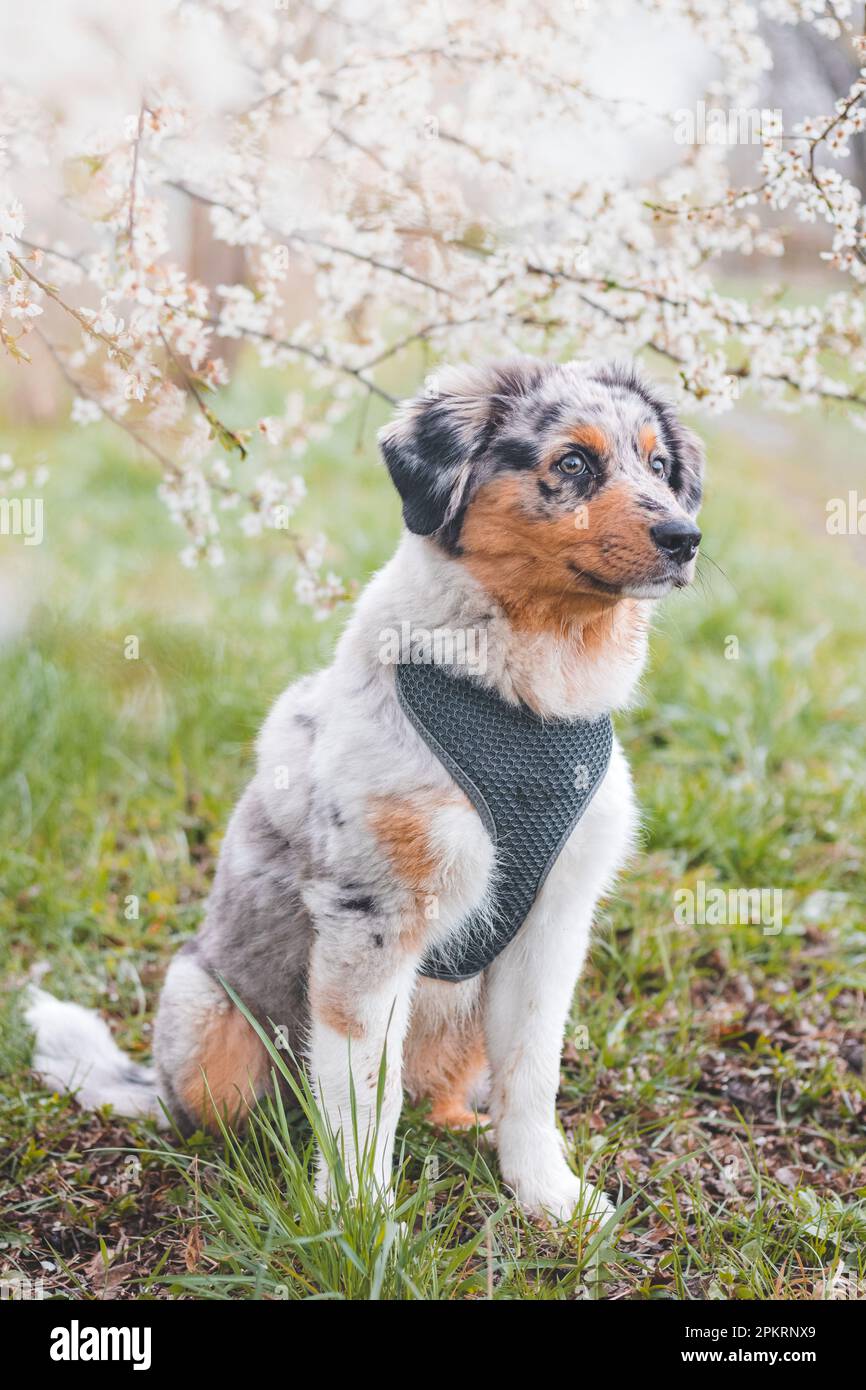 Colorful, mischievous Australian Shepherd puppy sitting under a cherry ...