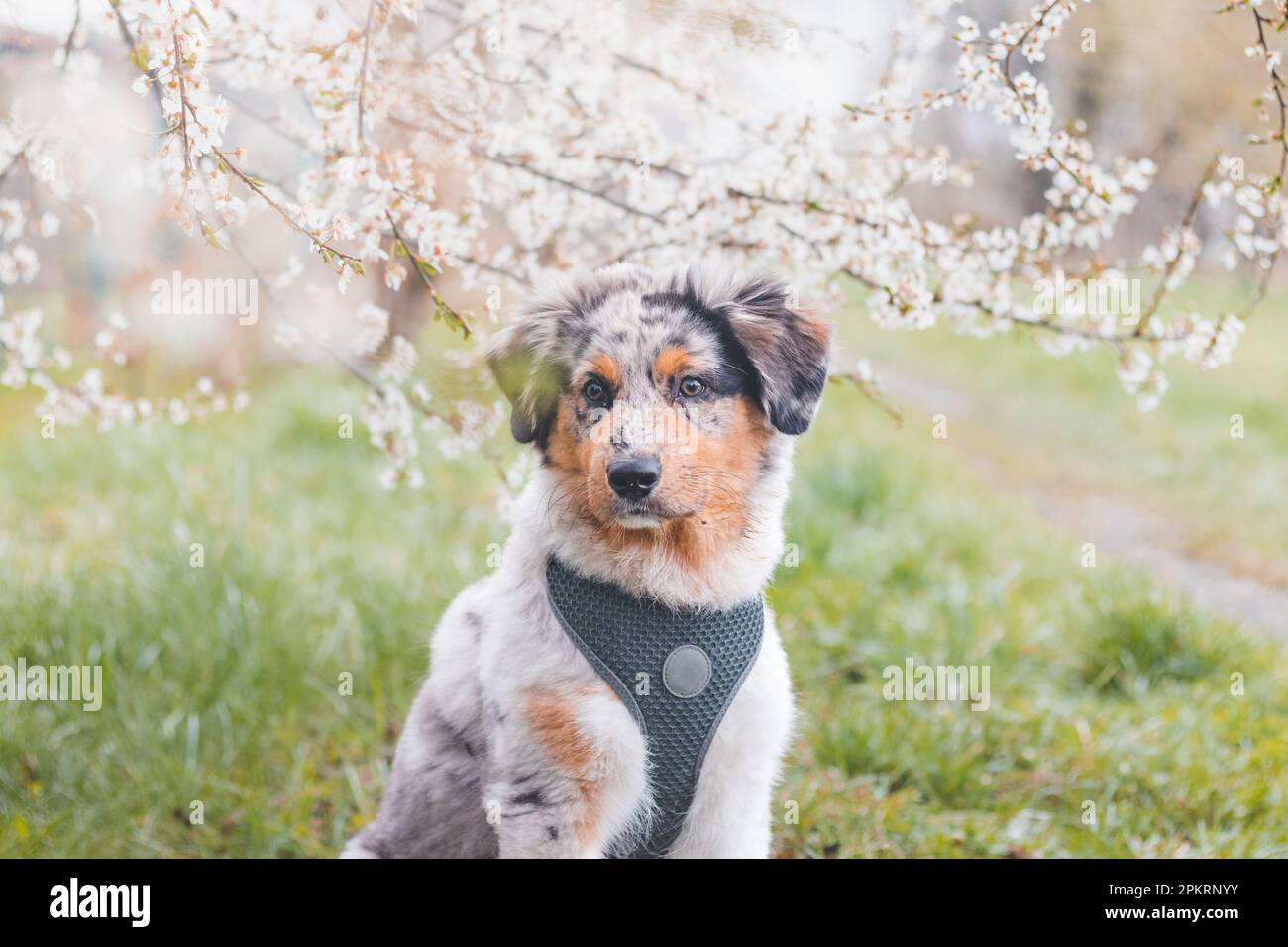 Colorful, mischievous Australian Shepherd puppy sitting under a cherry ...