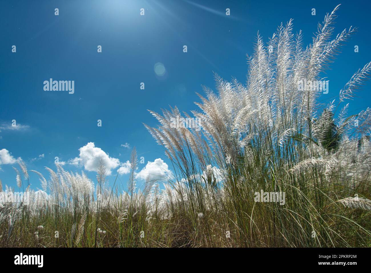 Catkin grove. Locally known as Kashphool the flower blooms with narrow ...