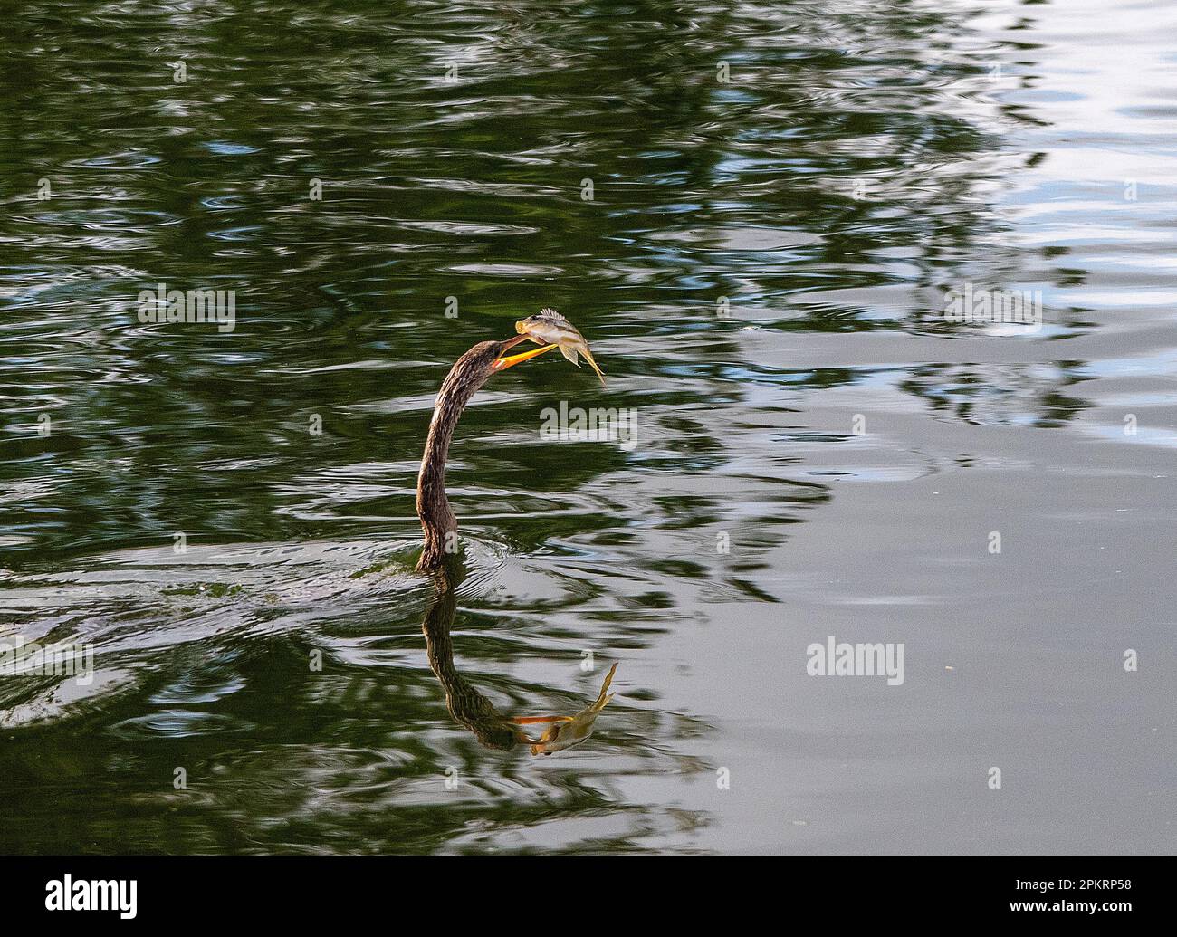 Anhinga swim hi-res stock photography and images - Alamy