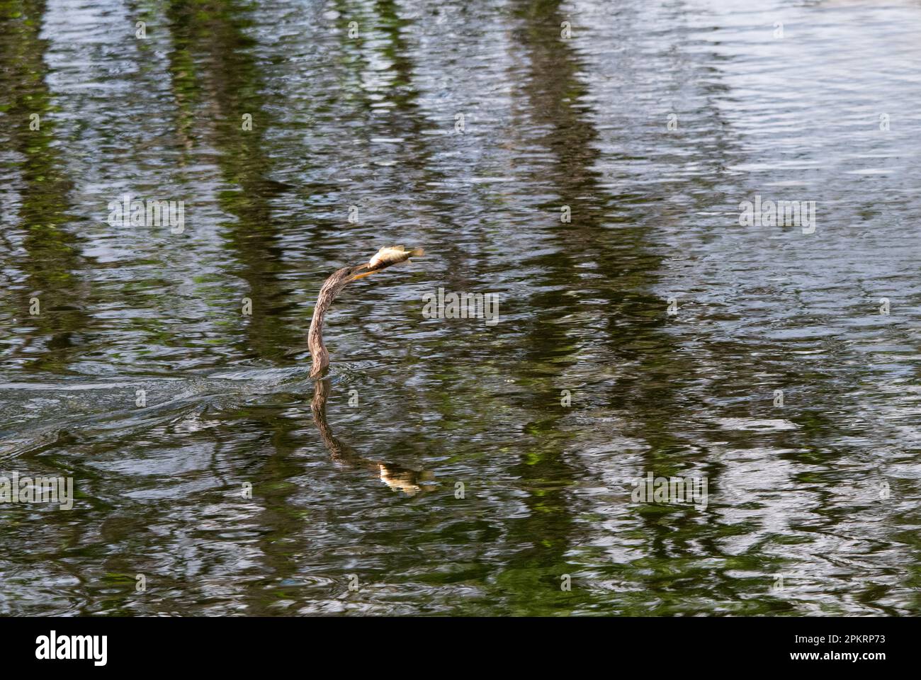 Anhinga fishing hi-res stock photography and images - Alamy