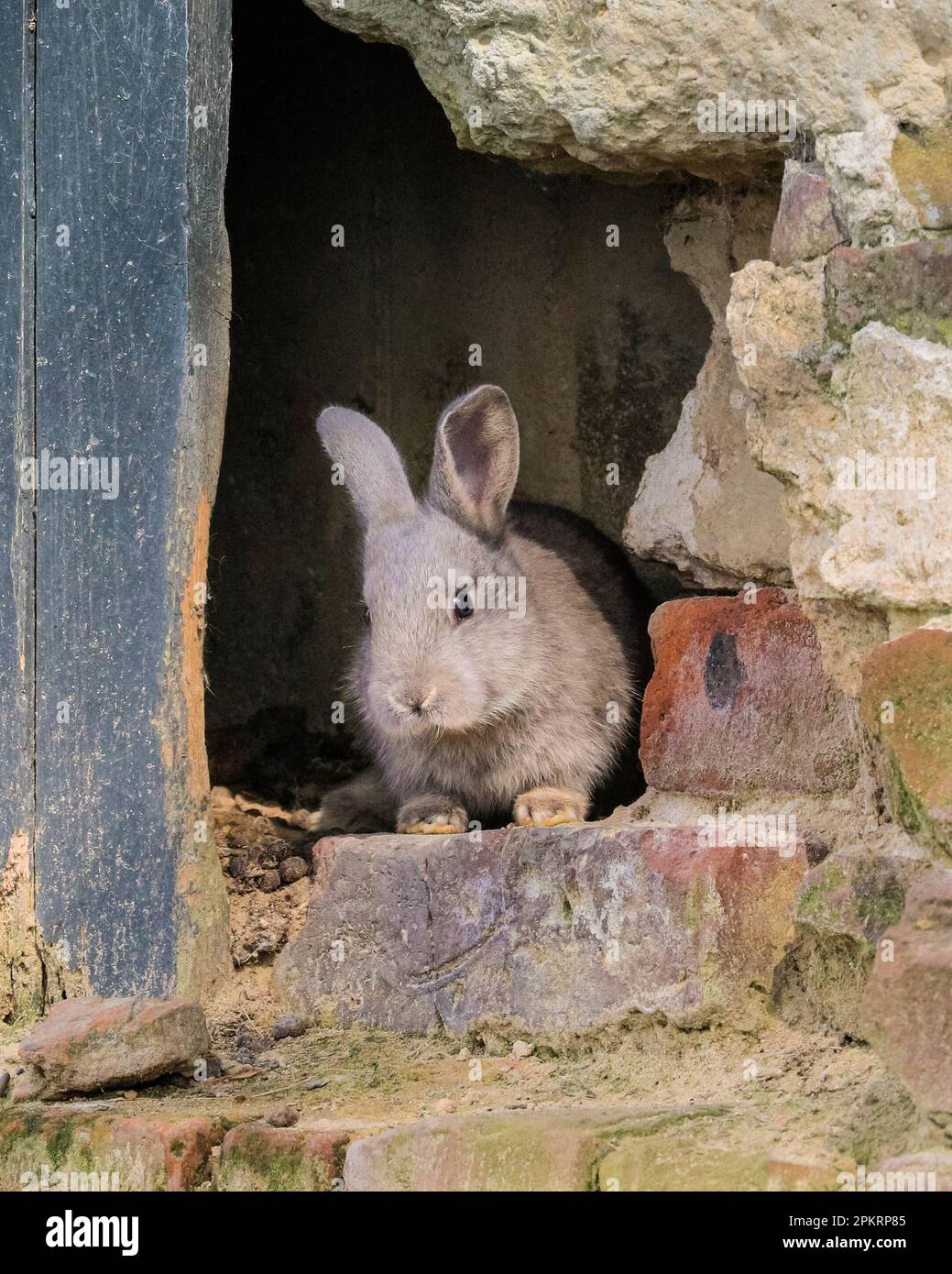 Bunny sunbathing hi-res stock photography and images - Alamy
