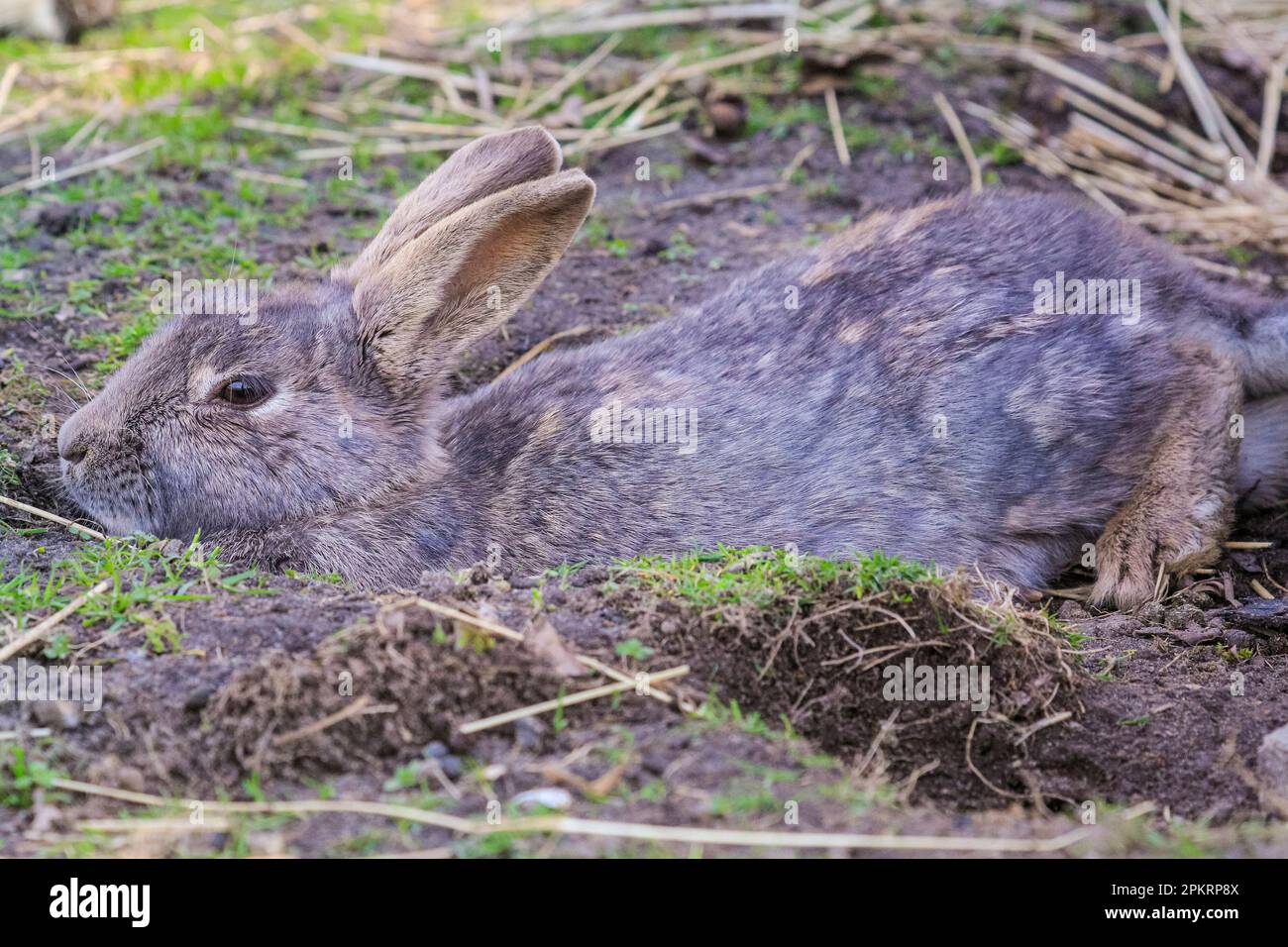Bunny sunbathing hi-res stock photography and images - Alamy