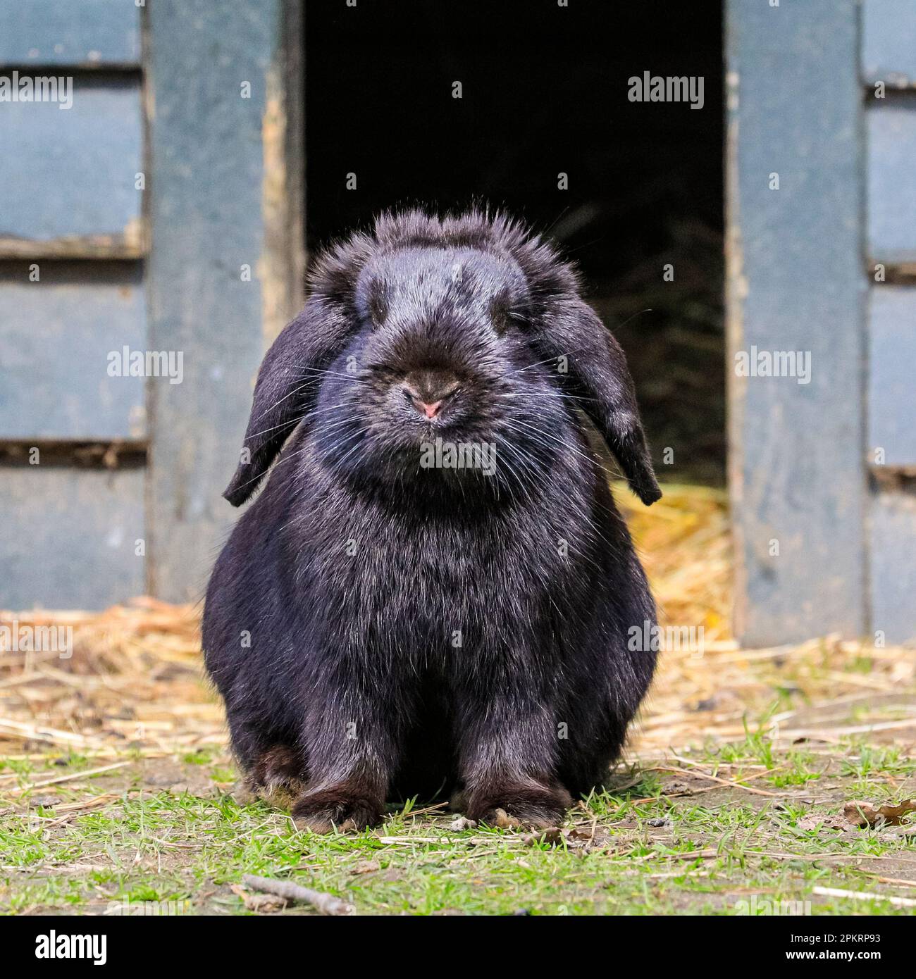 Giant English Lop Bunny