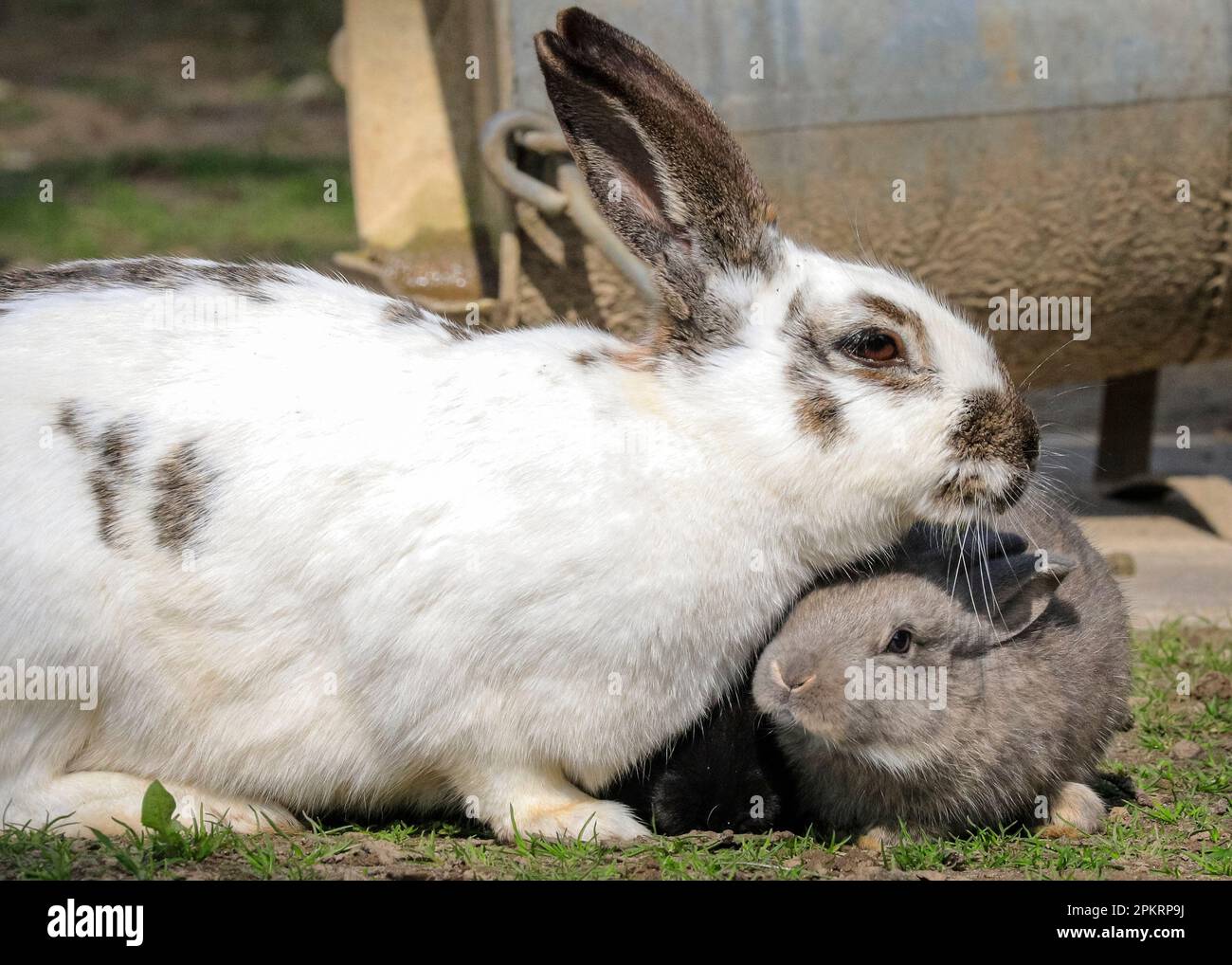 Cuddles the bunny hi-res stock photography and images - Alamy