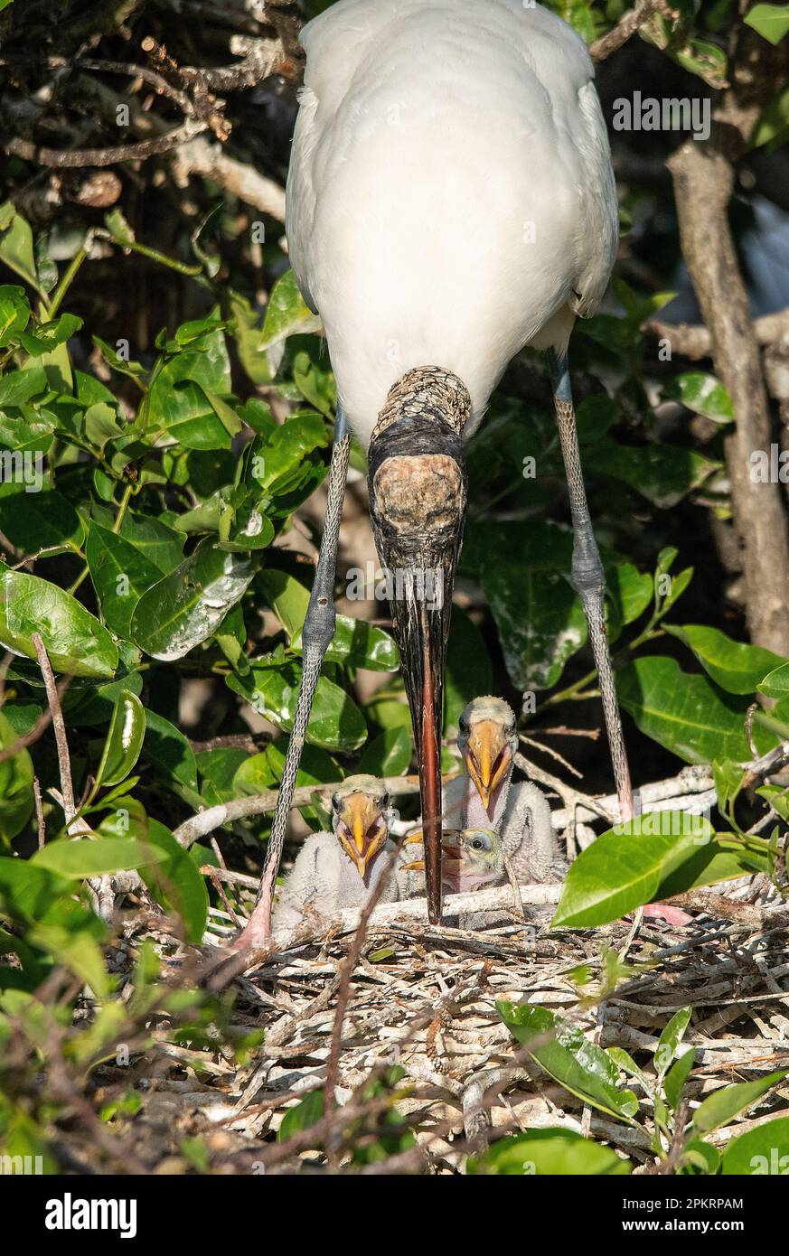 Mama wood stork hi-res stock photography and images - Alamy
