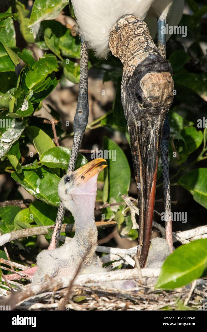 Mama wood stork hi-res stock photography and images - Alamy