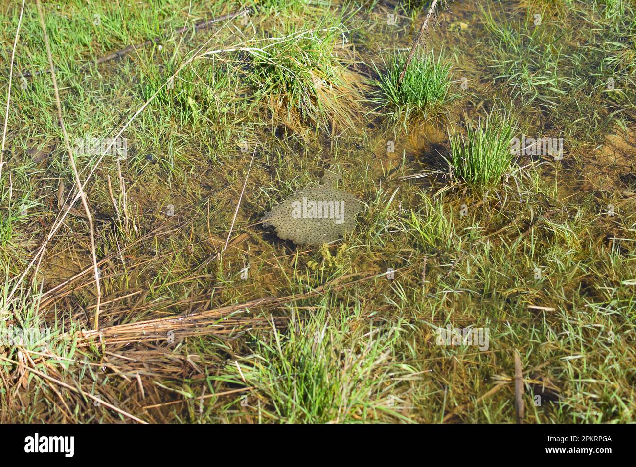 Frog spawn illustration hi-res stock photography and images - Alamy