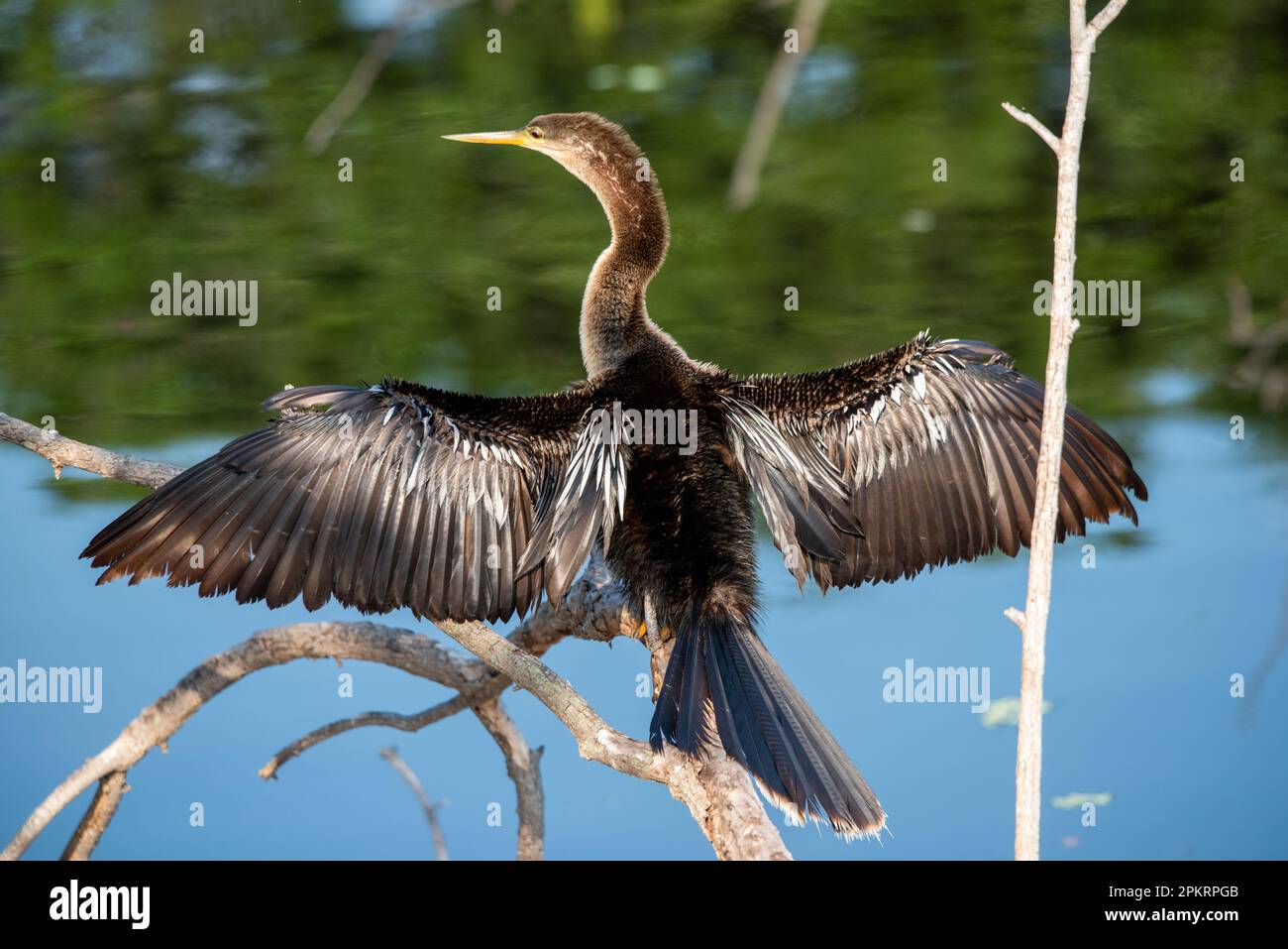 Anhinga lake hi-res stock photography and images - Alamy