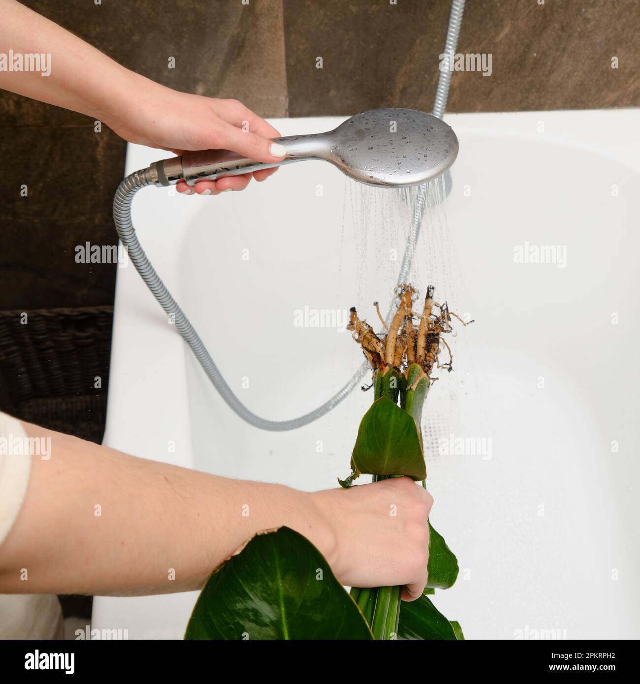A woman gardener washes the soil from the roots of a houseplant in a ...