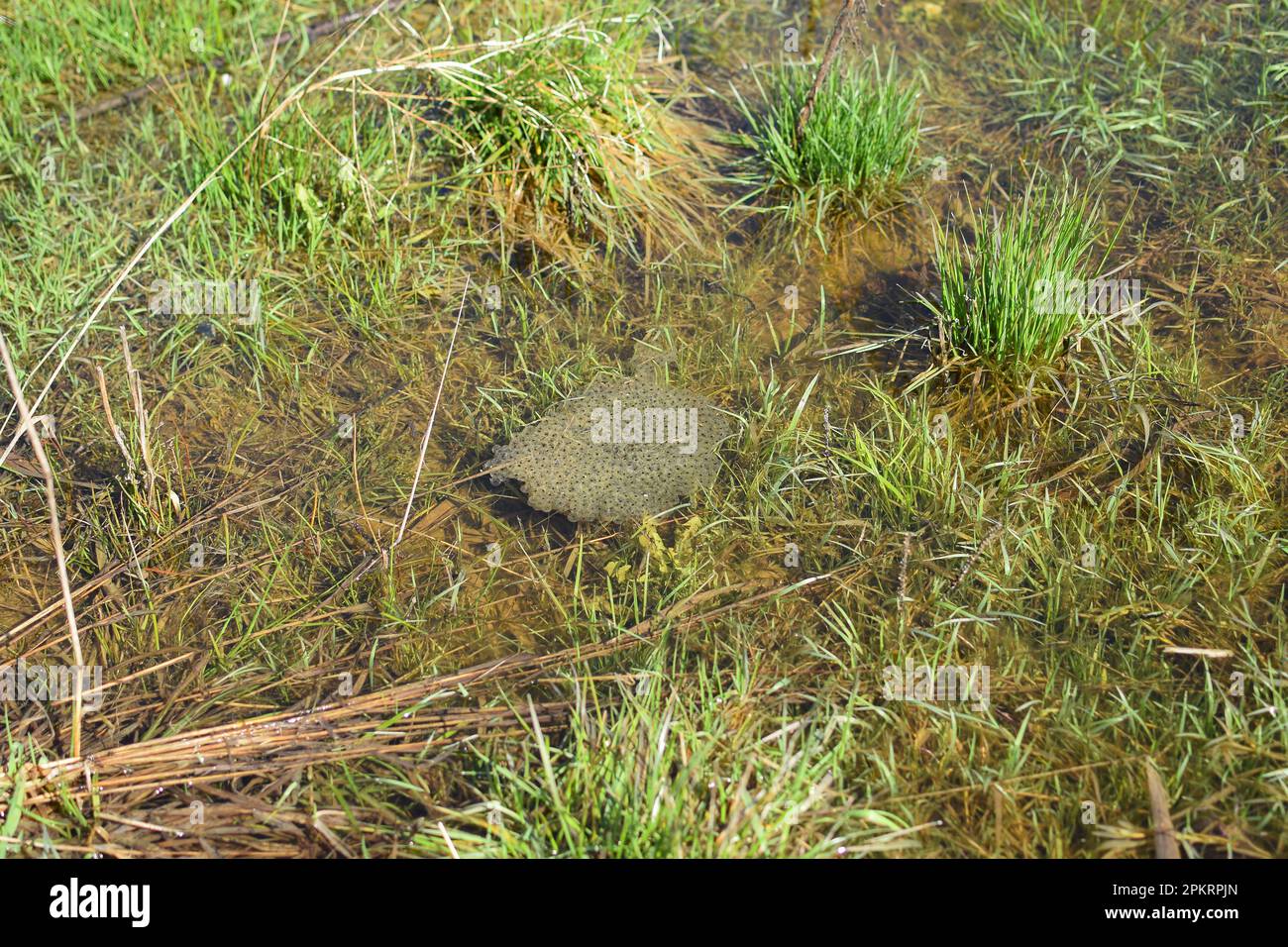 Frog spawn of Rana temporaria. Common frog egs Stock Photo - Alamy