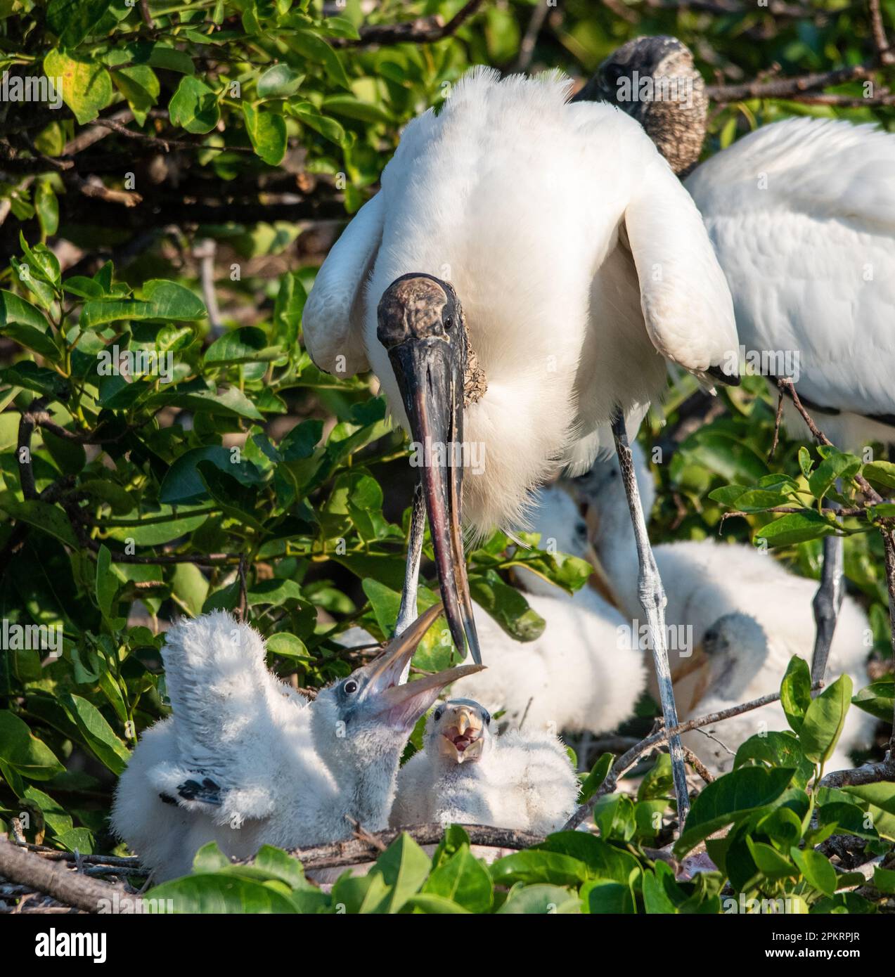 Mom with babies hi-res stock photography and images - Alamy