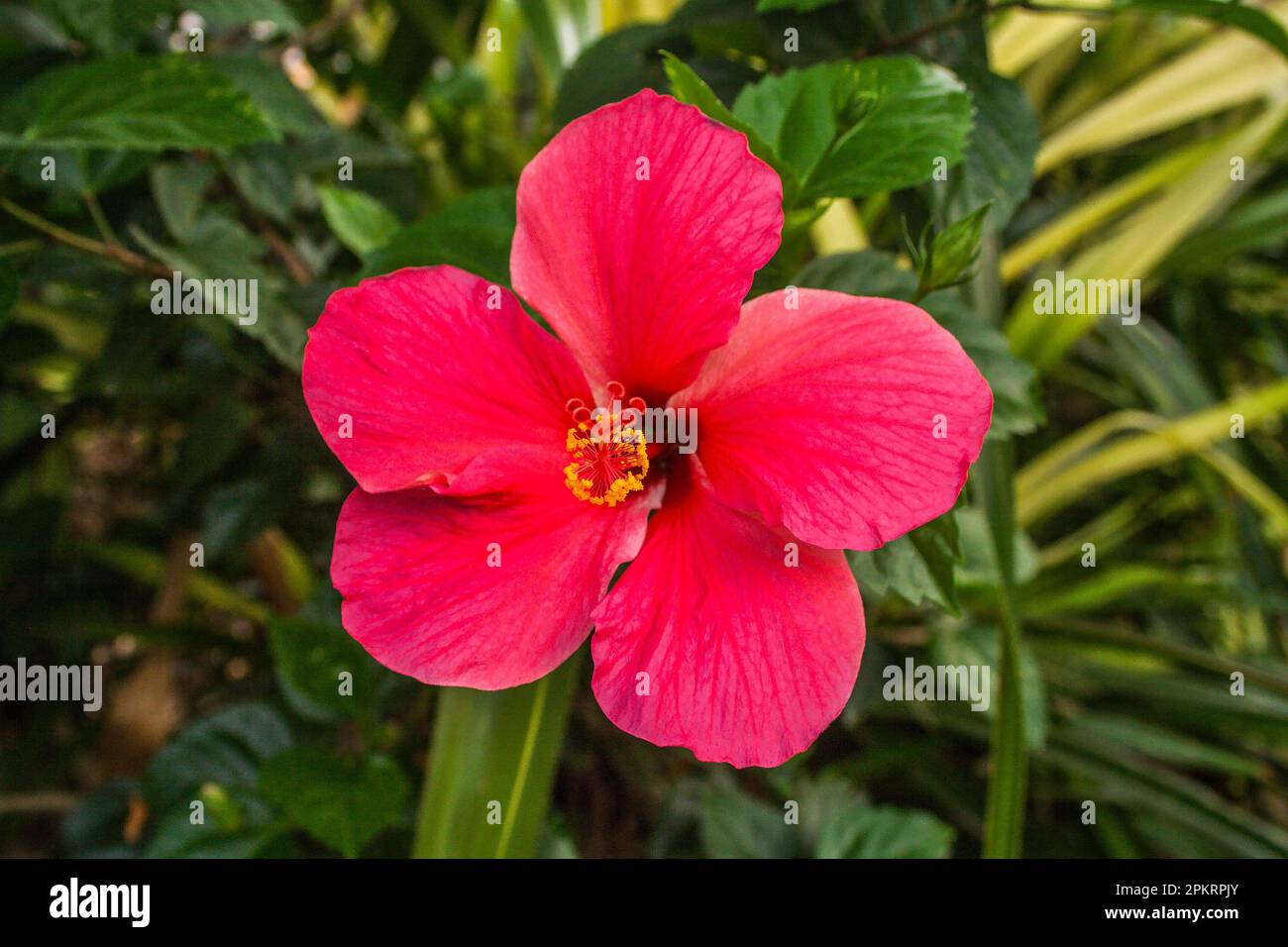 Flowers are reproductive structures of plants that are responsible for ...