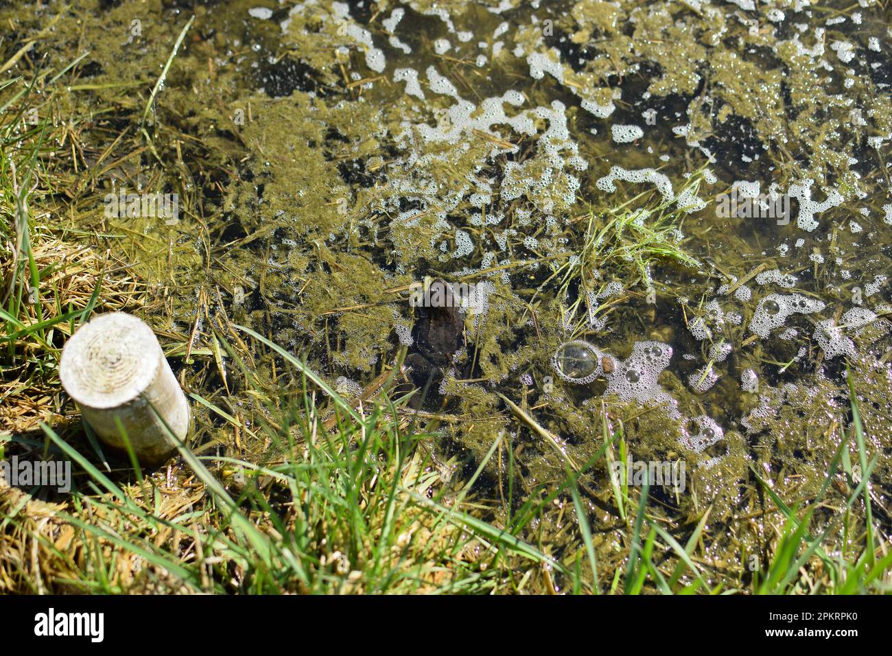 Common frog swimming in a forest pond. Close up shot, top view, sunny ...