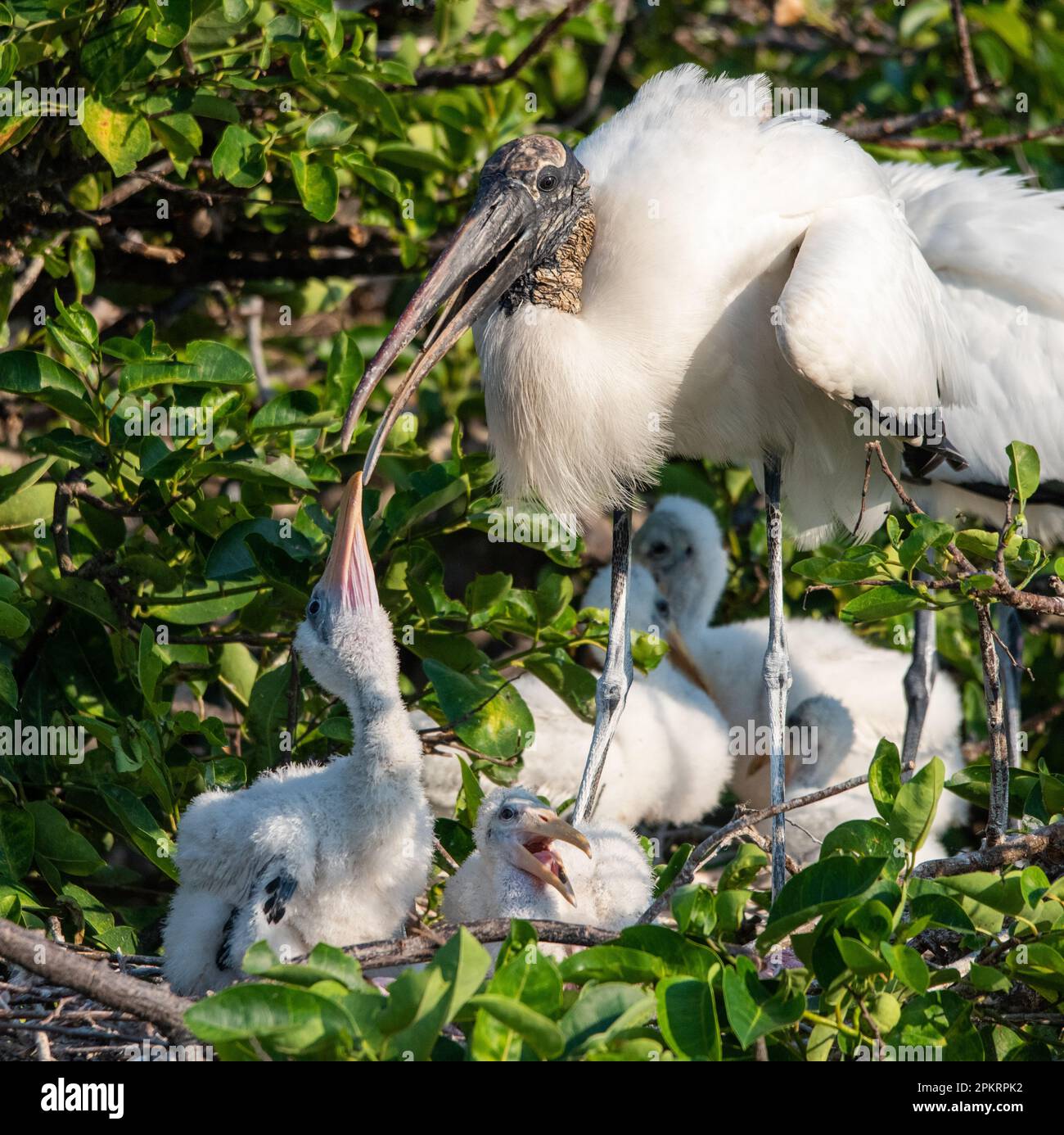 Mom with babies hi-res stock photography and images - Alamy