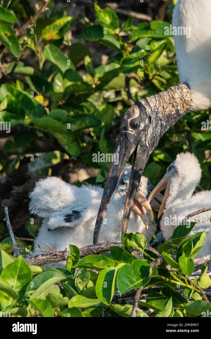 Mama wood stork hi-res stock photography and images - Alamy