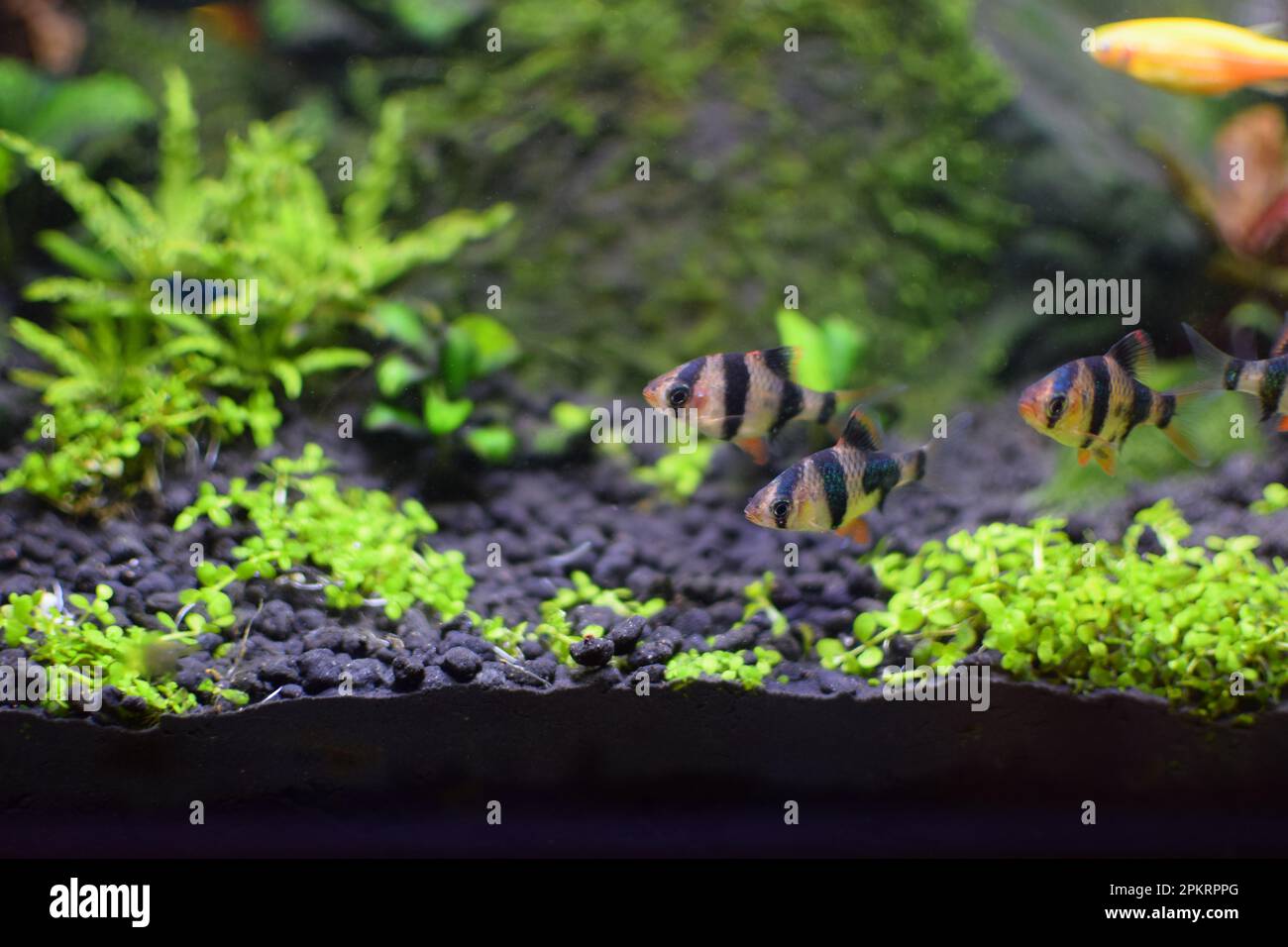 Sumatran barb in the aquarium, close-up view of the fish Stock Photo ...