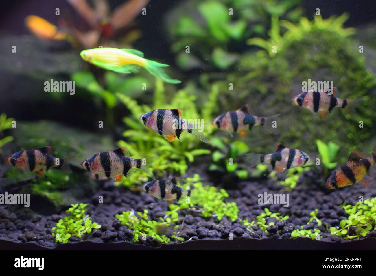 Sumatran barb in the aquarium, close-up view of the fish Stock Photo ...