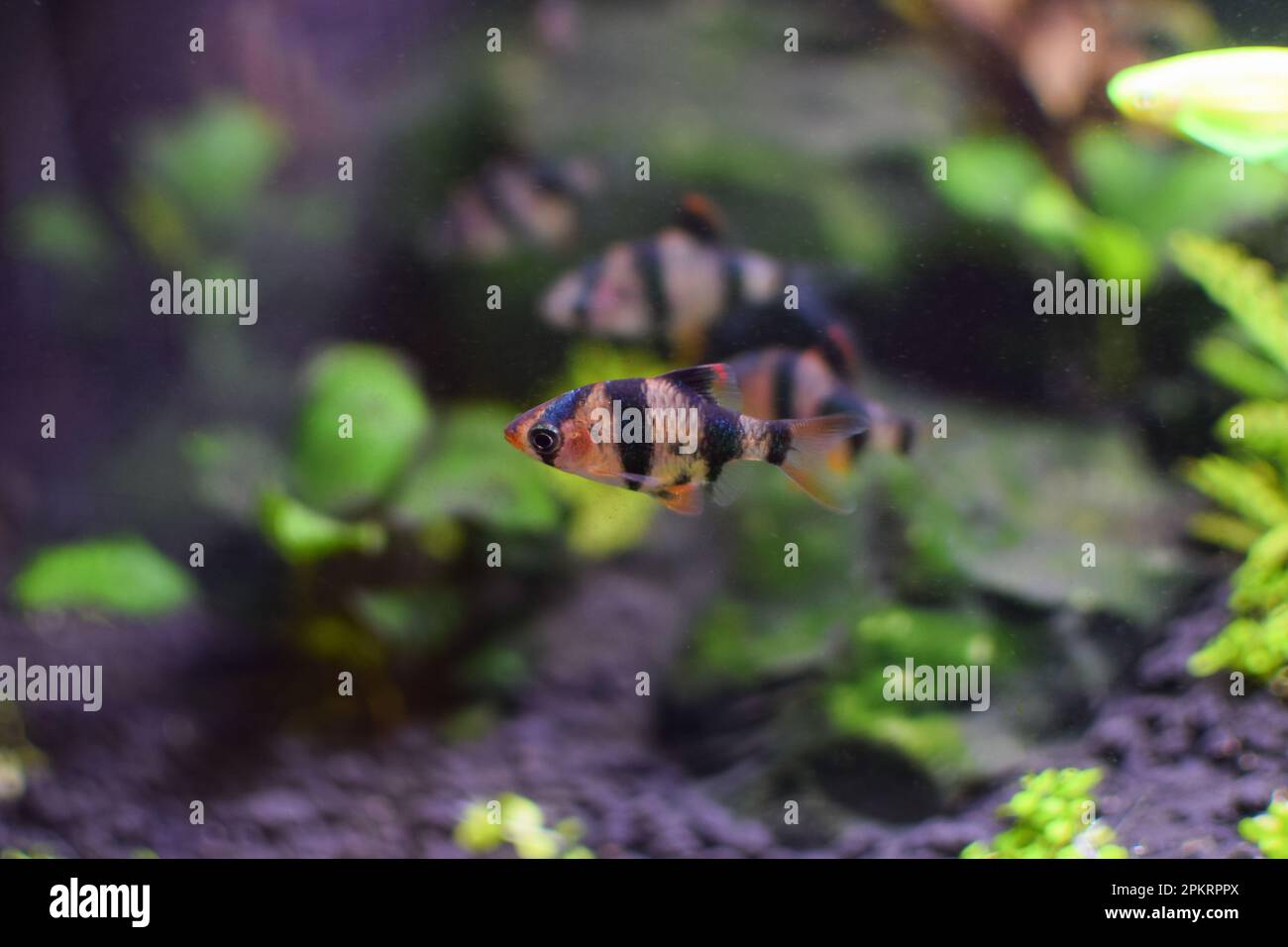 Sumatran barb in the aquarium, close-up view of the fish Stock Photo ...