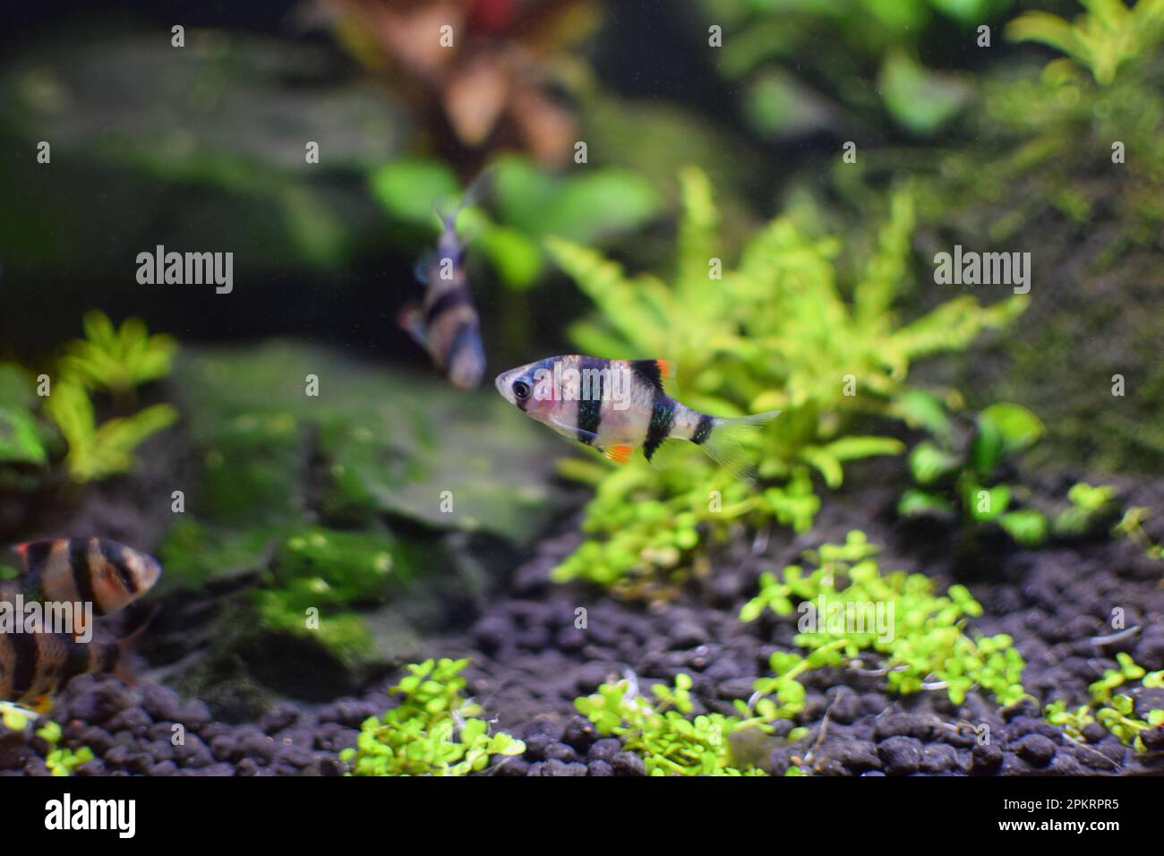 Sumatran barb in the aquarium, close-up view of the fish Stock Photo ...