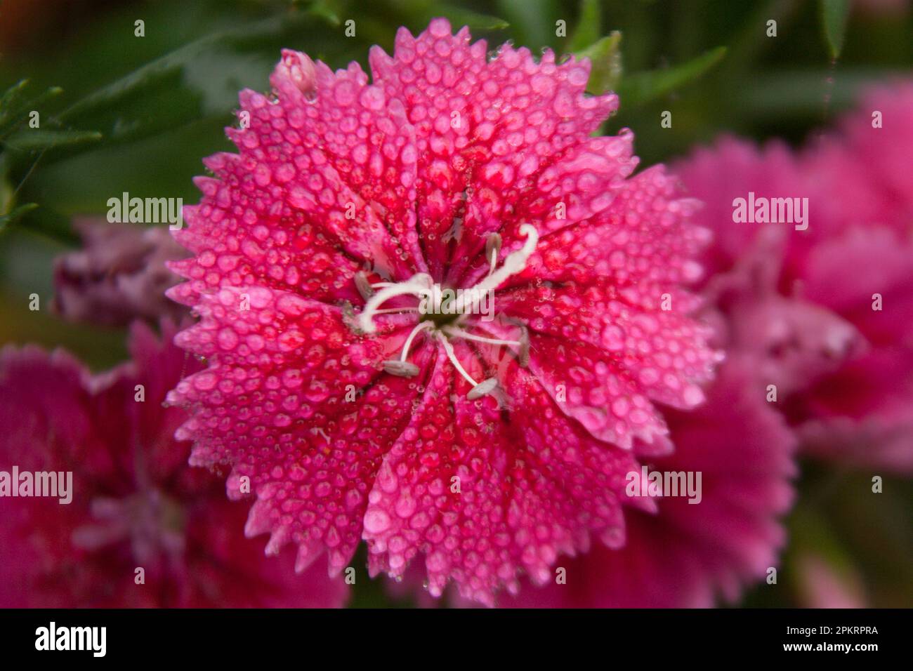Flowers are reproductive structures of plants that are responsible for ...